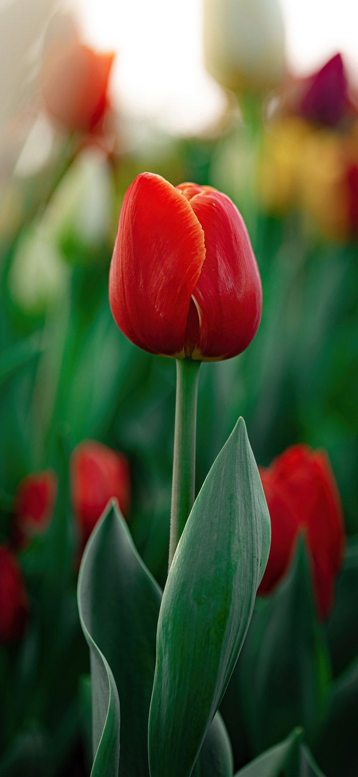 Tulips 4k Wallpapers - Top Free Tulips 4k Backgrounds - WallpaperAccess