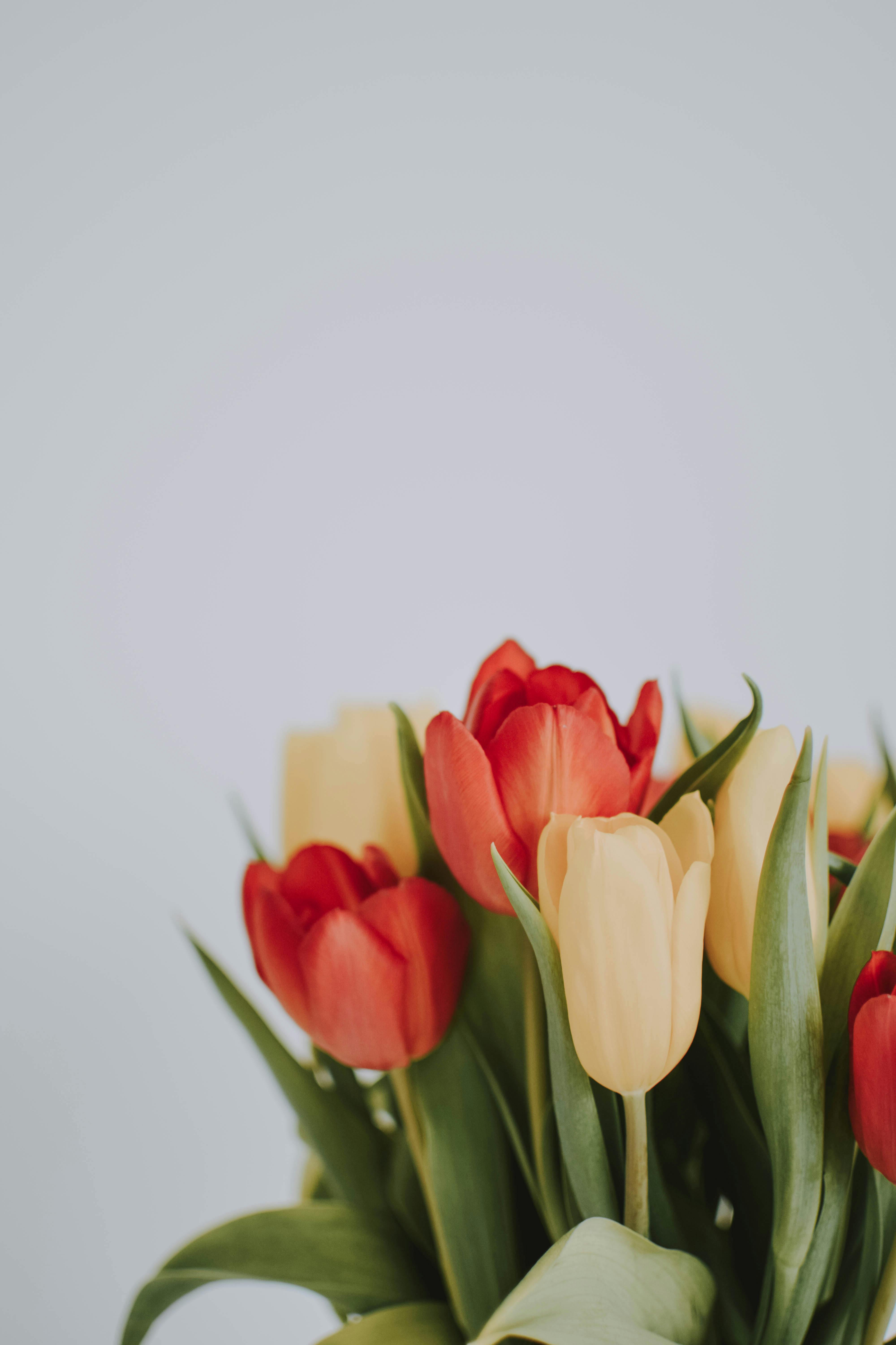 Tulips 4k Wallpapers - Top Free Tulips 4k Backgrounds - WallpaperAccess
