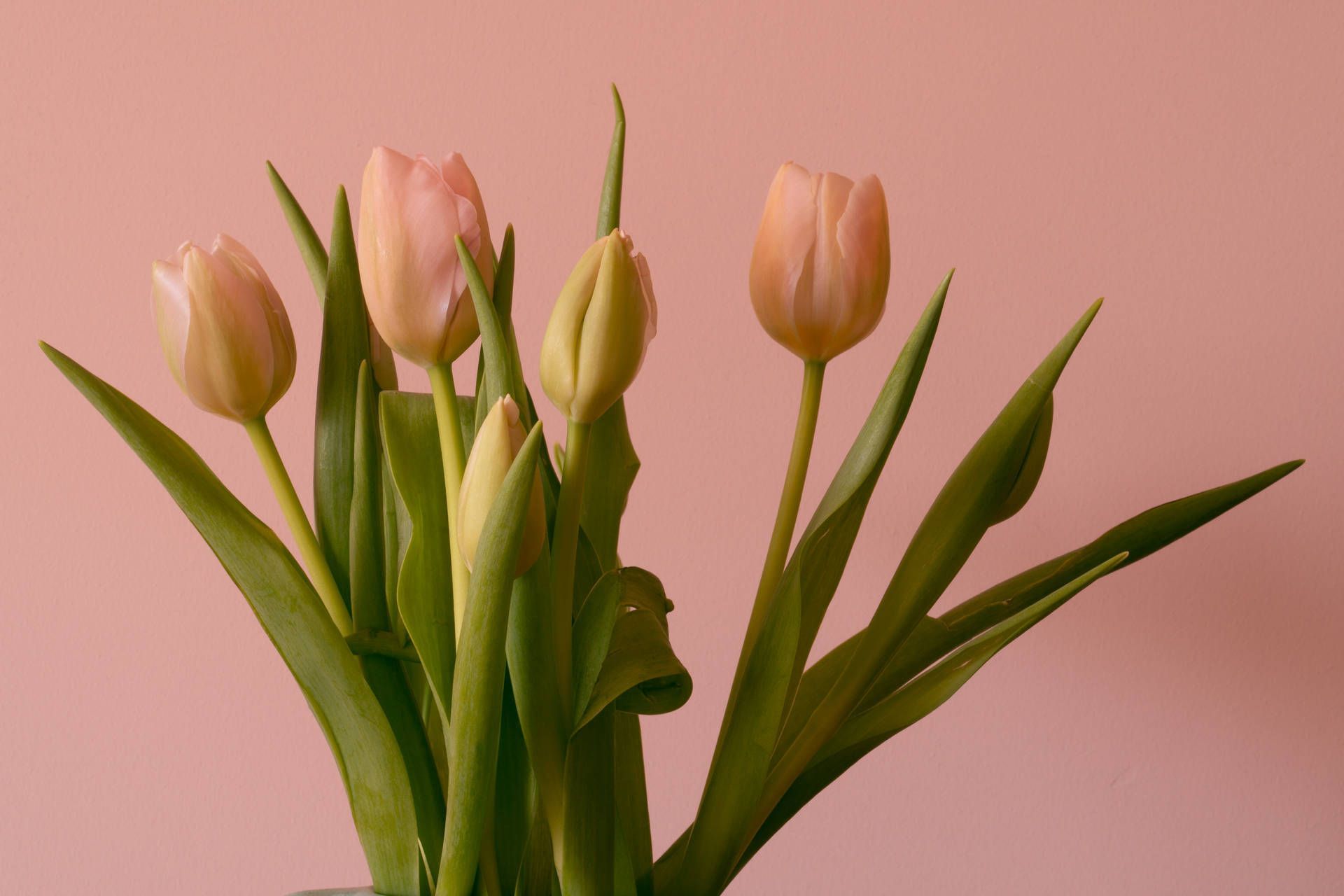 Tulips 4k Wallpapers - Top Free Tulips 4k Backgrounds - WallpaperAccess