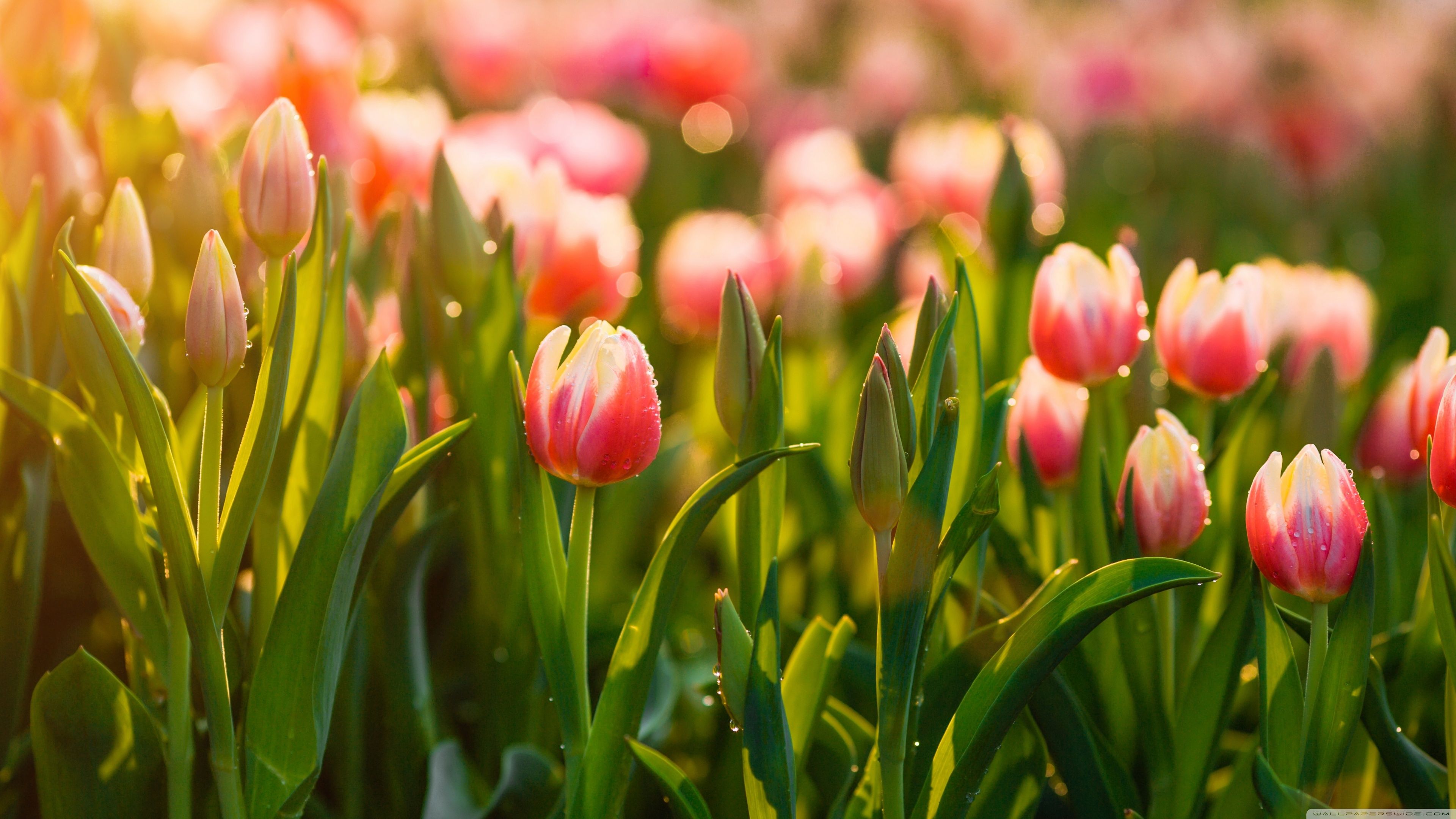 Tulips 4k Wallpapers - Top Free Tulips 4k Backgrounds - WallpaperAccess