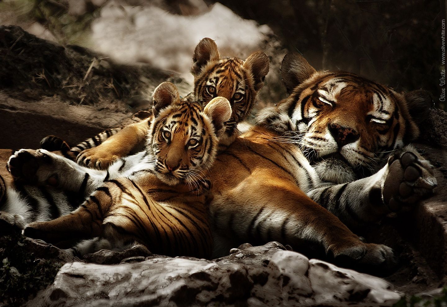 1440X990 Wallpapers - Top Free 1440X990 Backgrounds - WallpaperAccess