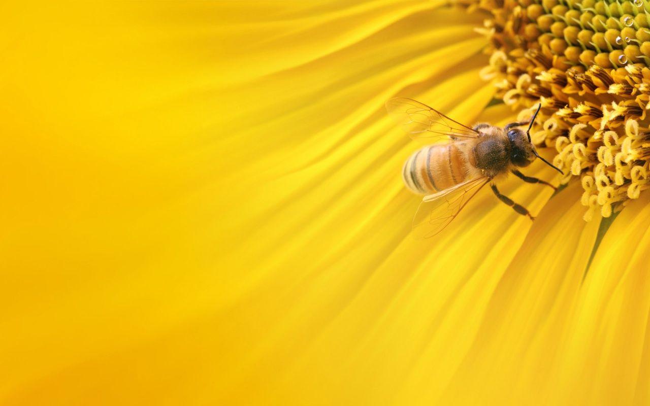 Bee Wallpapers - Top Free Bee Backgrounds - WallpaperAccess