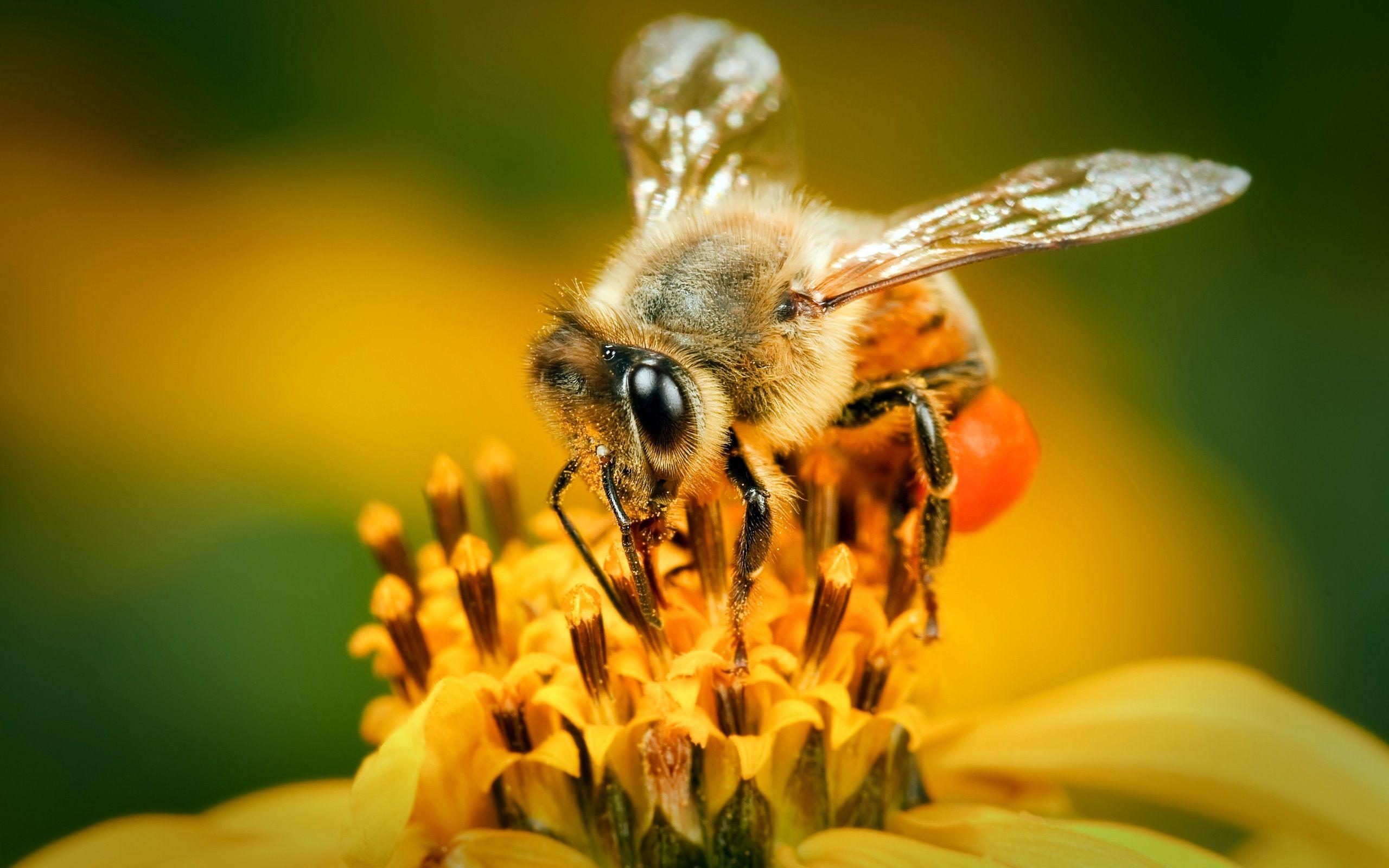 Bee Wallpapers - Top Free Bee Backgrounds - WallpaperAccess