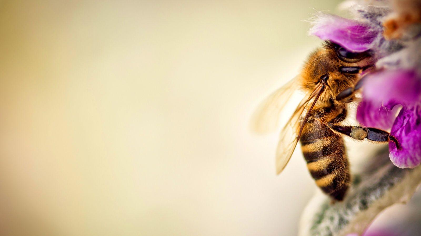 Bee Wallpapers - Top Free Bee Backgrounds - WallpaperAccess