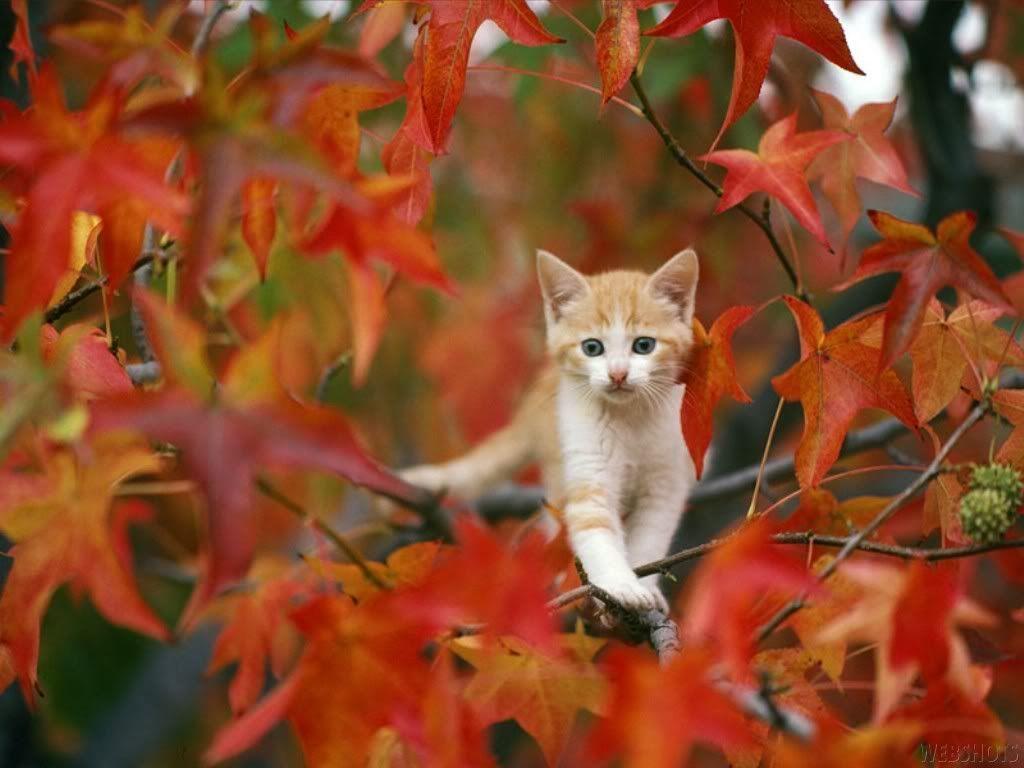 Autumn Cat Wallpapers - Top Free Autumn Cat Backgrounds - WallpaperAccess