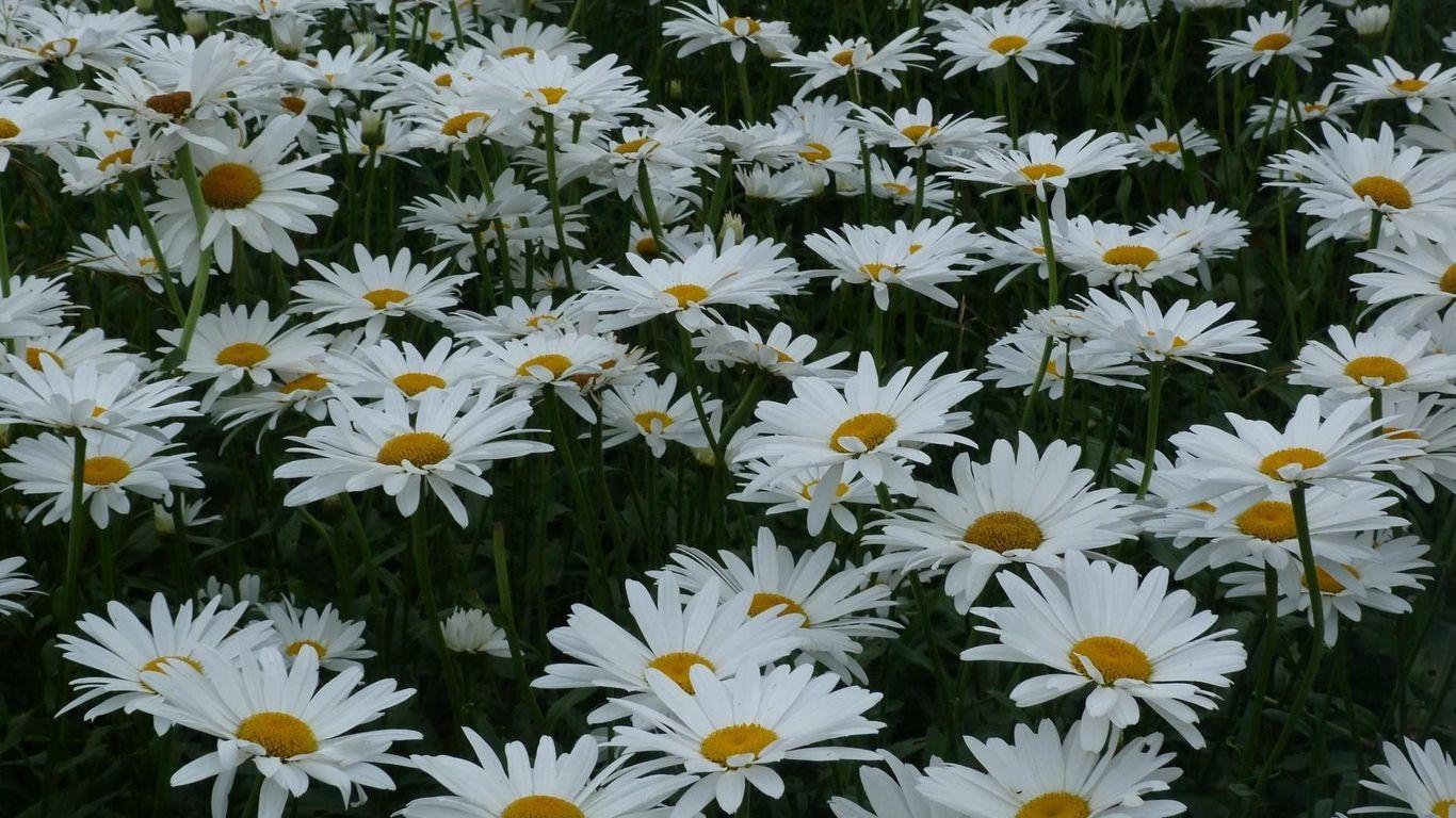 Daisy Laptop Wallpapers - Top Free Daisy Laptop Backgrounds ...