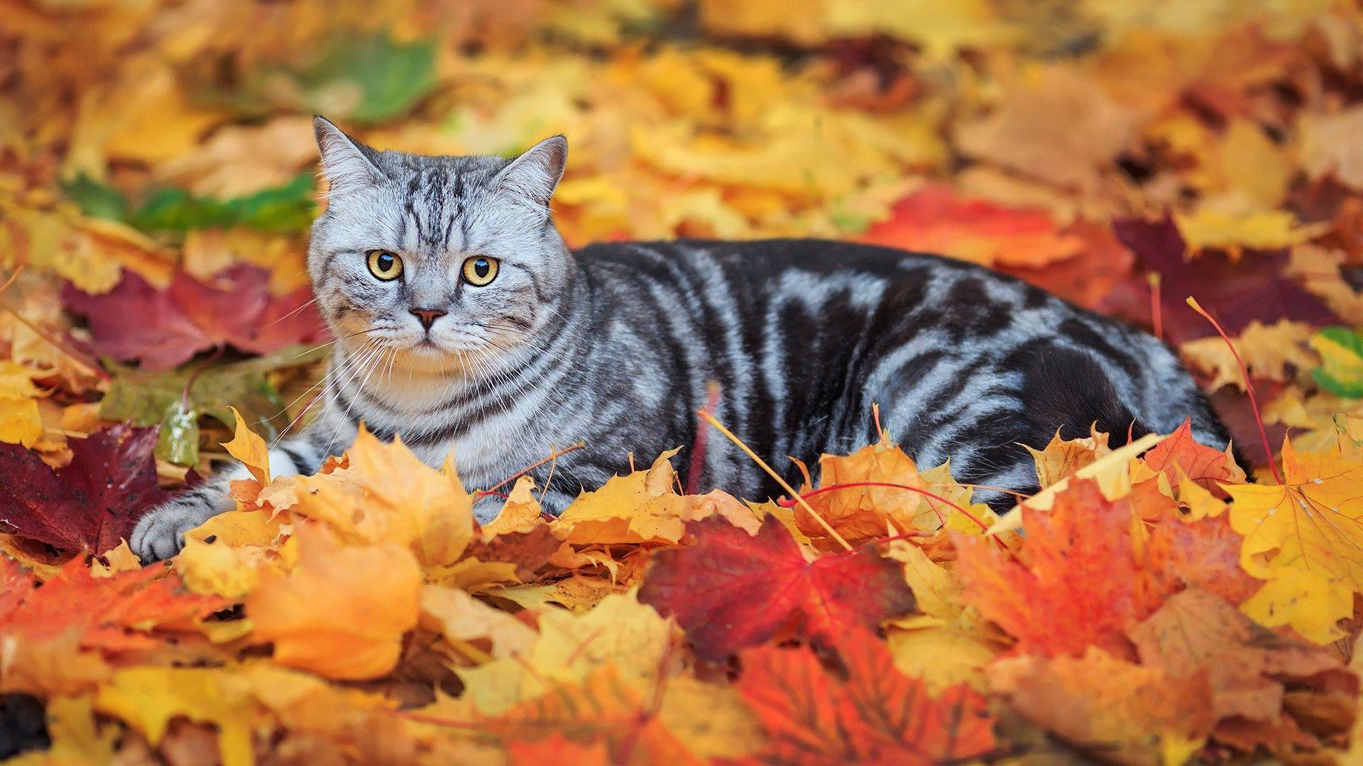 Autumn Cat Wallpapers - Top Free Autumn Cat Backgrounds - WallpaperAccess