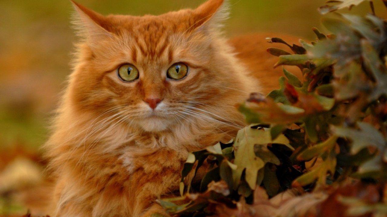 Autumn Cat Wallpapers - Top Free Autumn Cat Backgrounds - WallpaperAccess