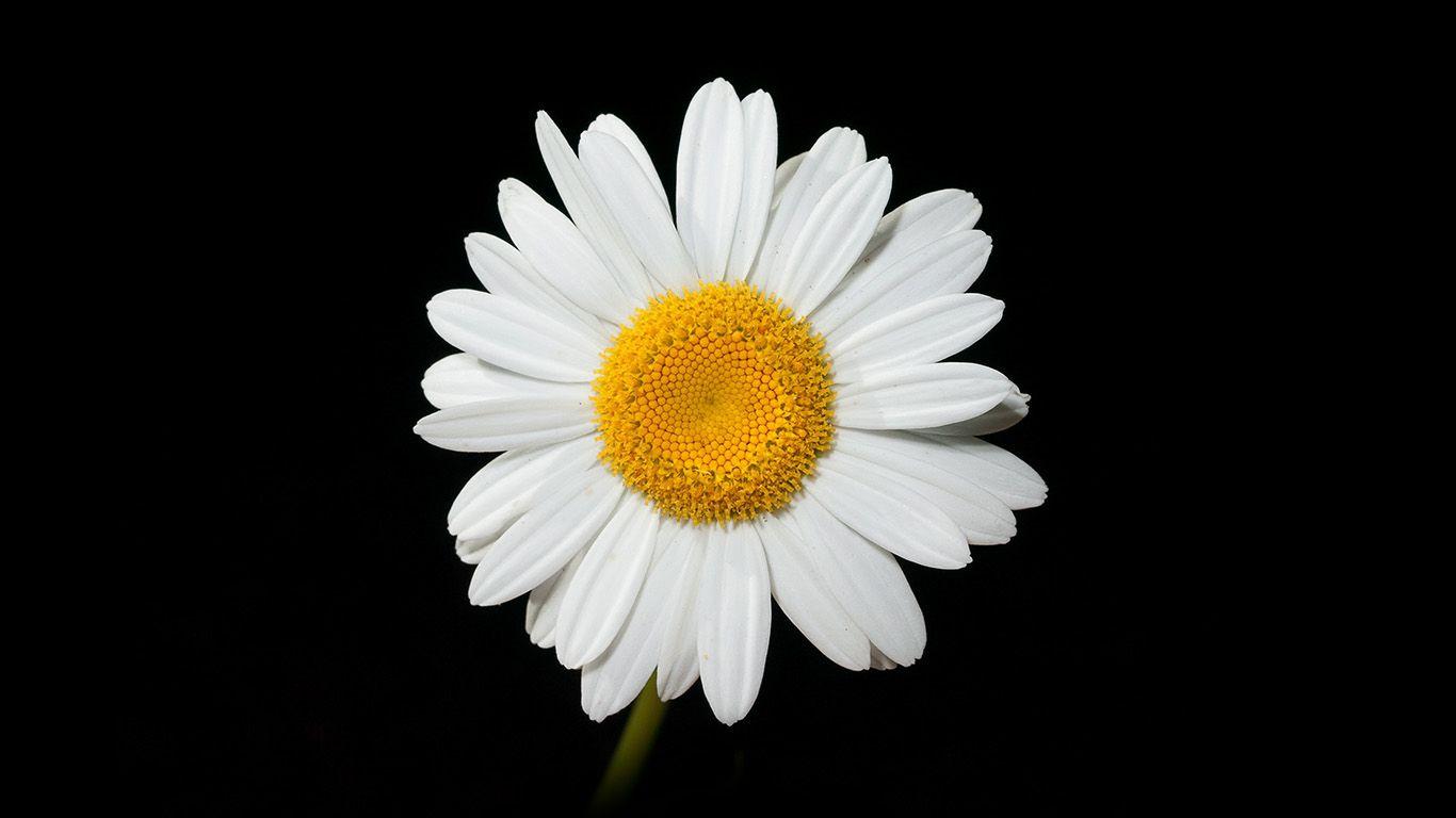 Daisy Laptop Wallpapers - Top Free Daisy Laptop Backgrounds ...