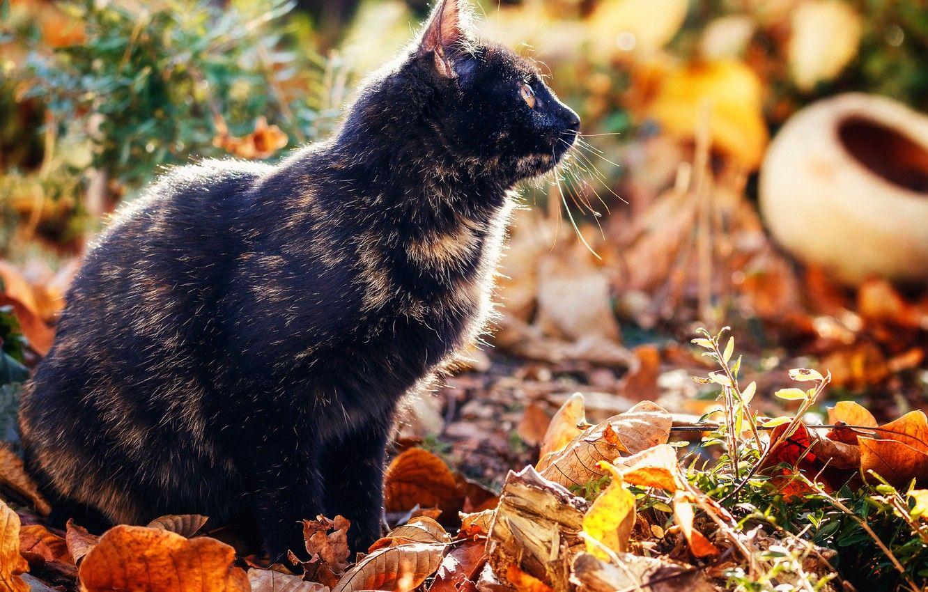 Autumn Cat Desktop Wallpapers - Top Free Autumn Cat Desktop Backgrounds ...