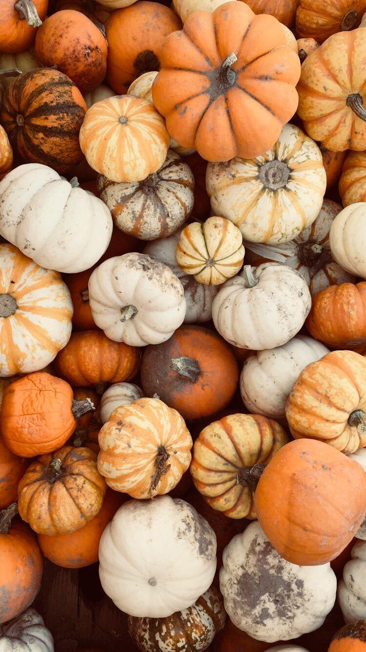 Pumpkin Phone Wallpapers - Top Free Pumpkin Phone Backgrounds ...