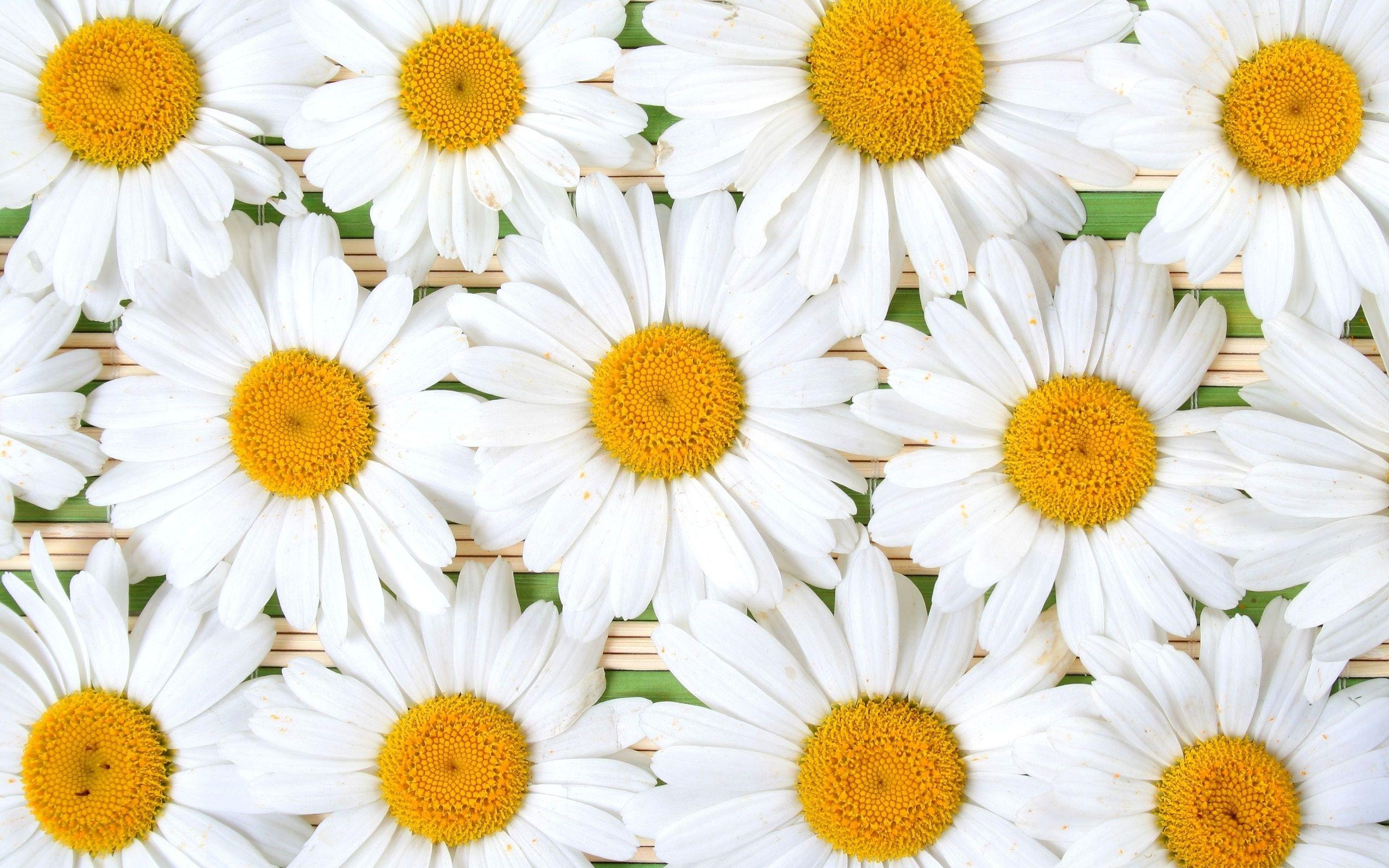 Daisy Laptop Wallpapers - Top Free Daisy Laptop Backgrounds ...