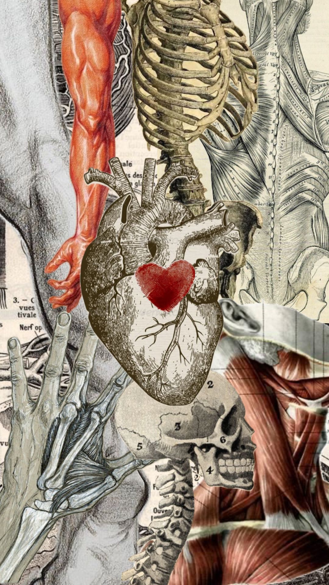 Aesthetic Anatomy Wallpapers - Top Free Aesthetic Anatomy Backgrounds - WallpaperAccess