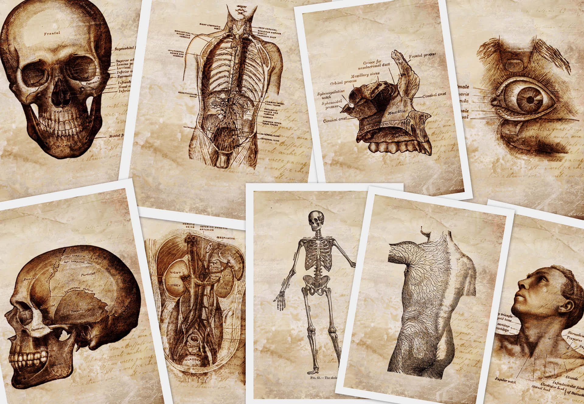 Aesthetic Anatomy Wallpapers - Top Free Aesthetic Anatomy Backgrounds ...