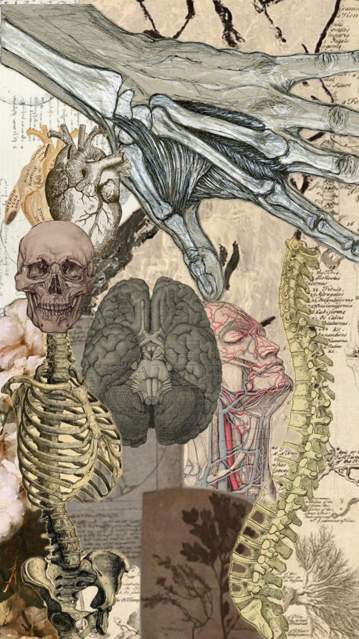 Aesthetic Anatomy Wallpapers - Top Free Aesthetic Anatomy Backgrounds ...