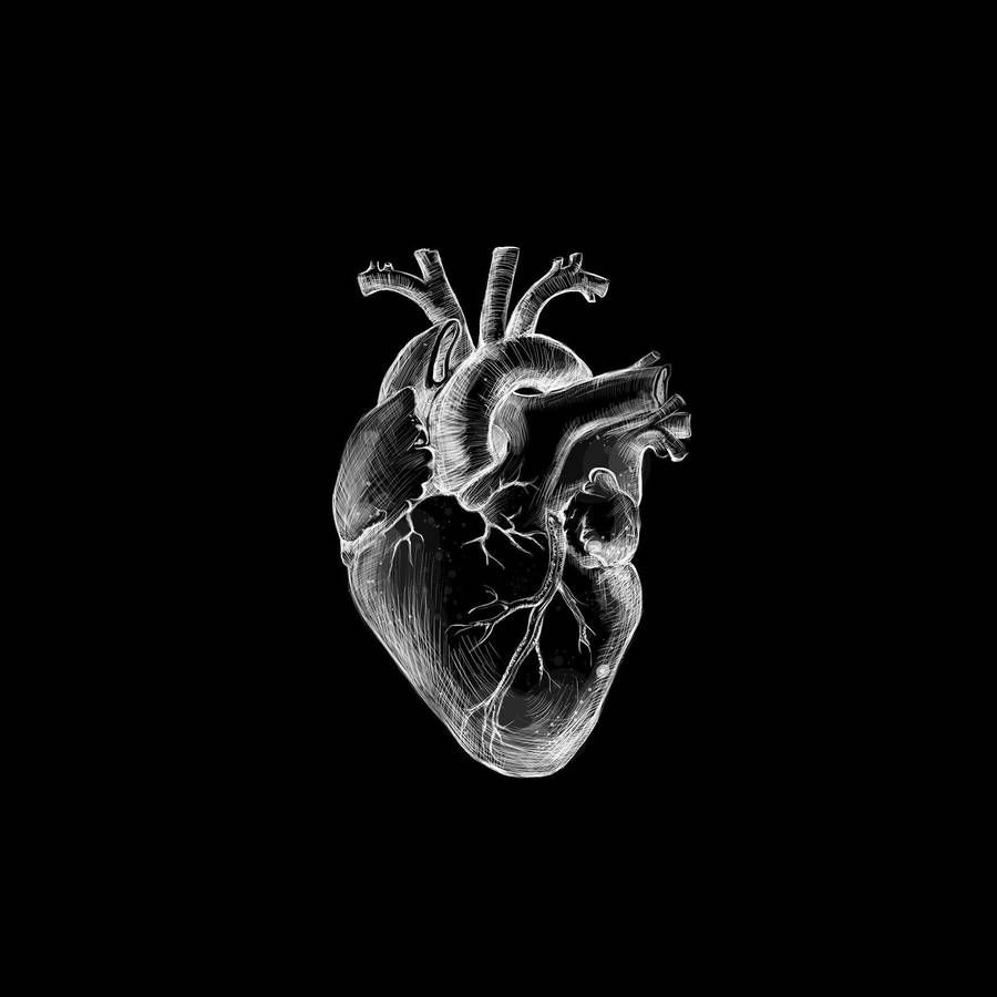 Aesthetic Anatomy Wallpapers - Top Free Aesthetic Anatomy Backgrounds ...