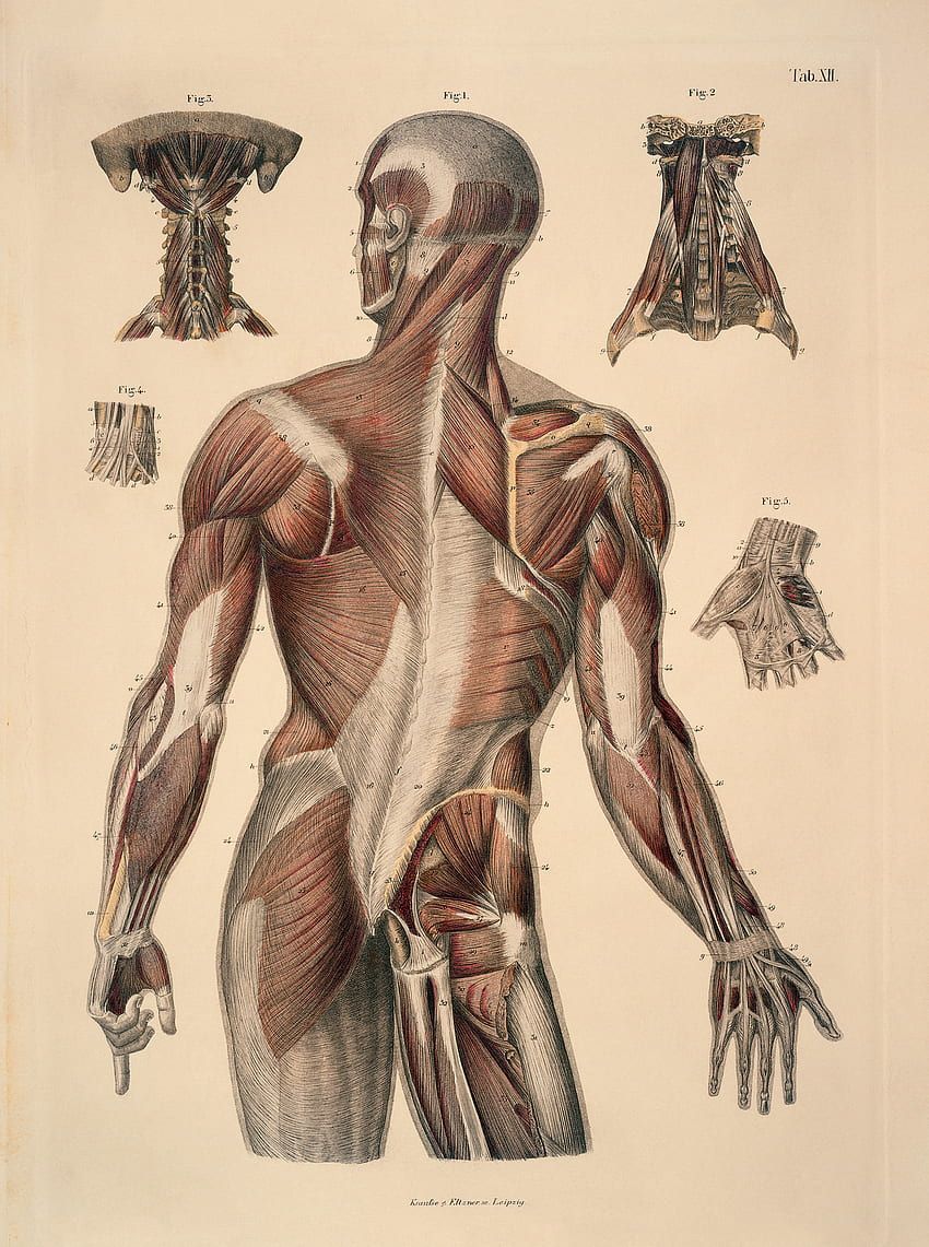 Aesthetic Anatomy Wallpapers - Top Free Aesthetic Anatomy Backgrounds ...