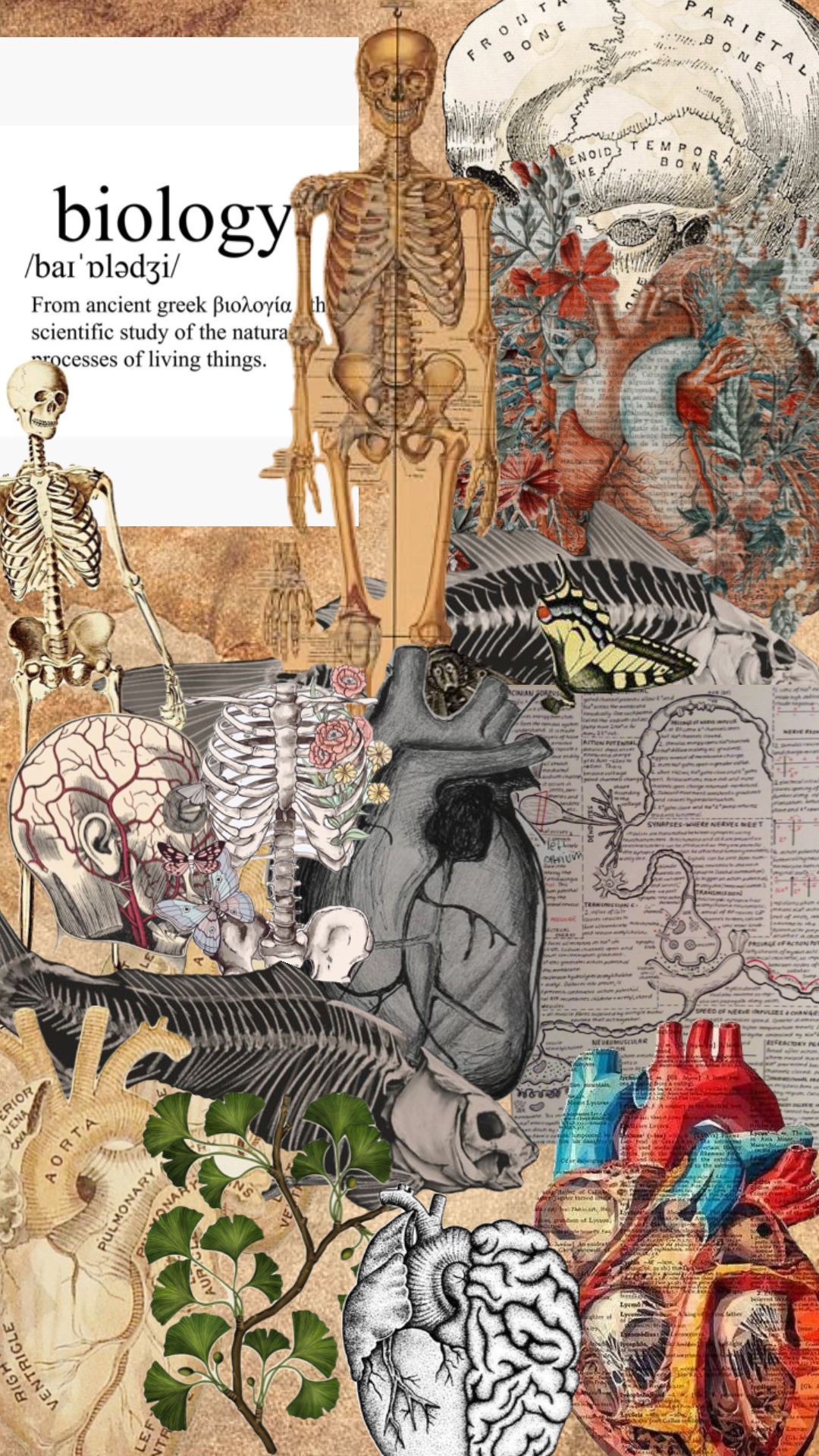 Aesthetic Anatomy Wallpapers - Top Free Aesthetic Anatomy Backgrounds ...