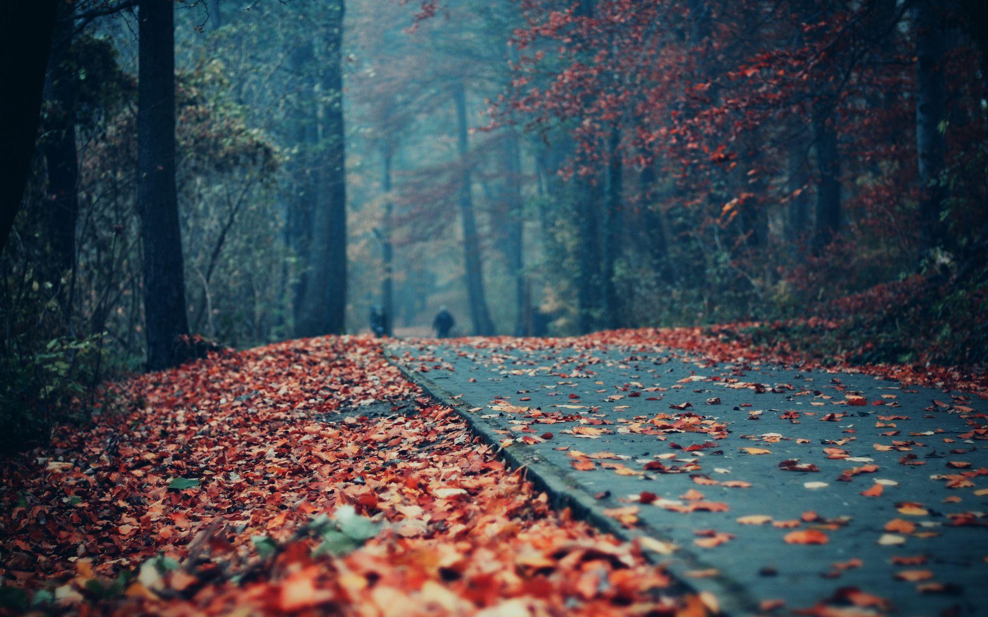 Fall Road Wallpapers - Top Free Fall Road Backgrounds - WallpaperAccess