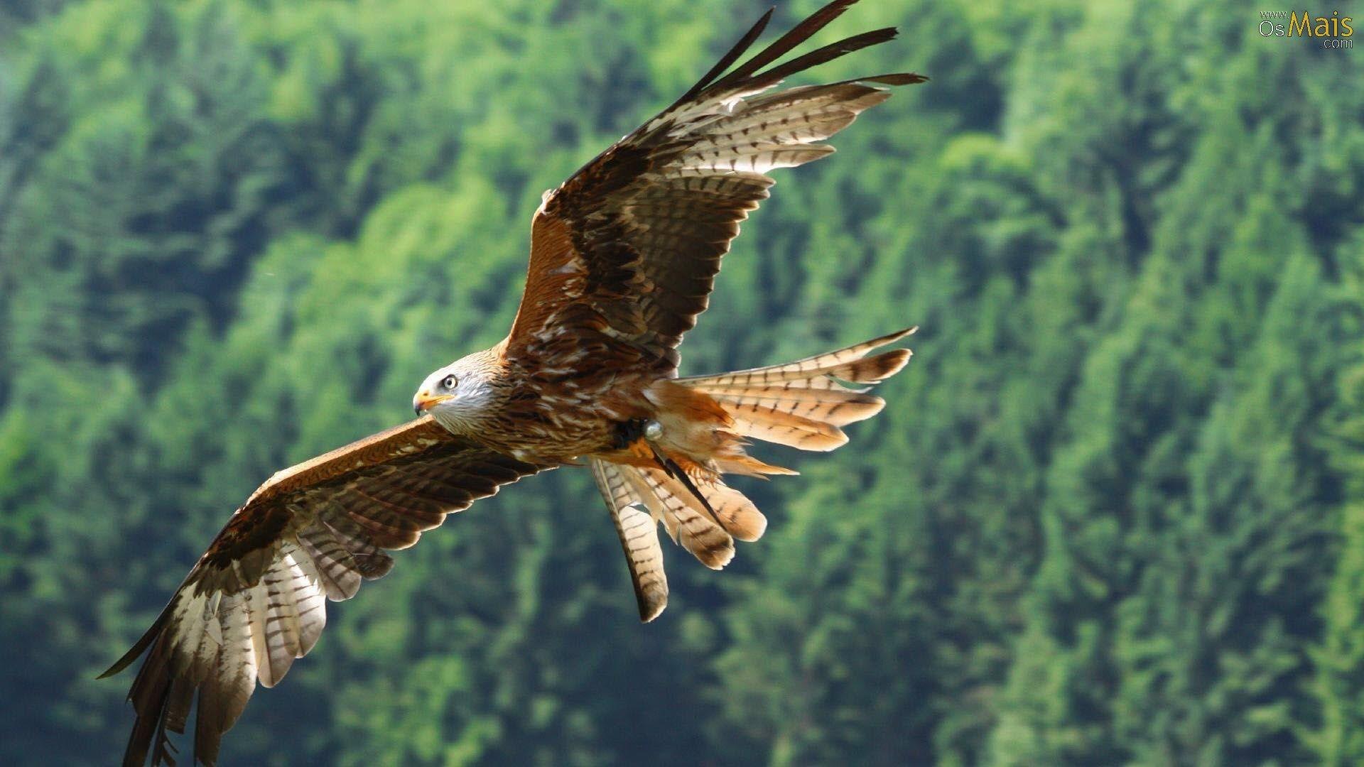 Native American Eagle HD Wallpapers - Top Free Native American Eagle HD ...
