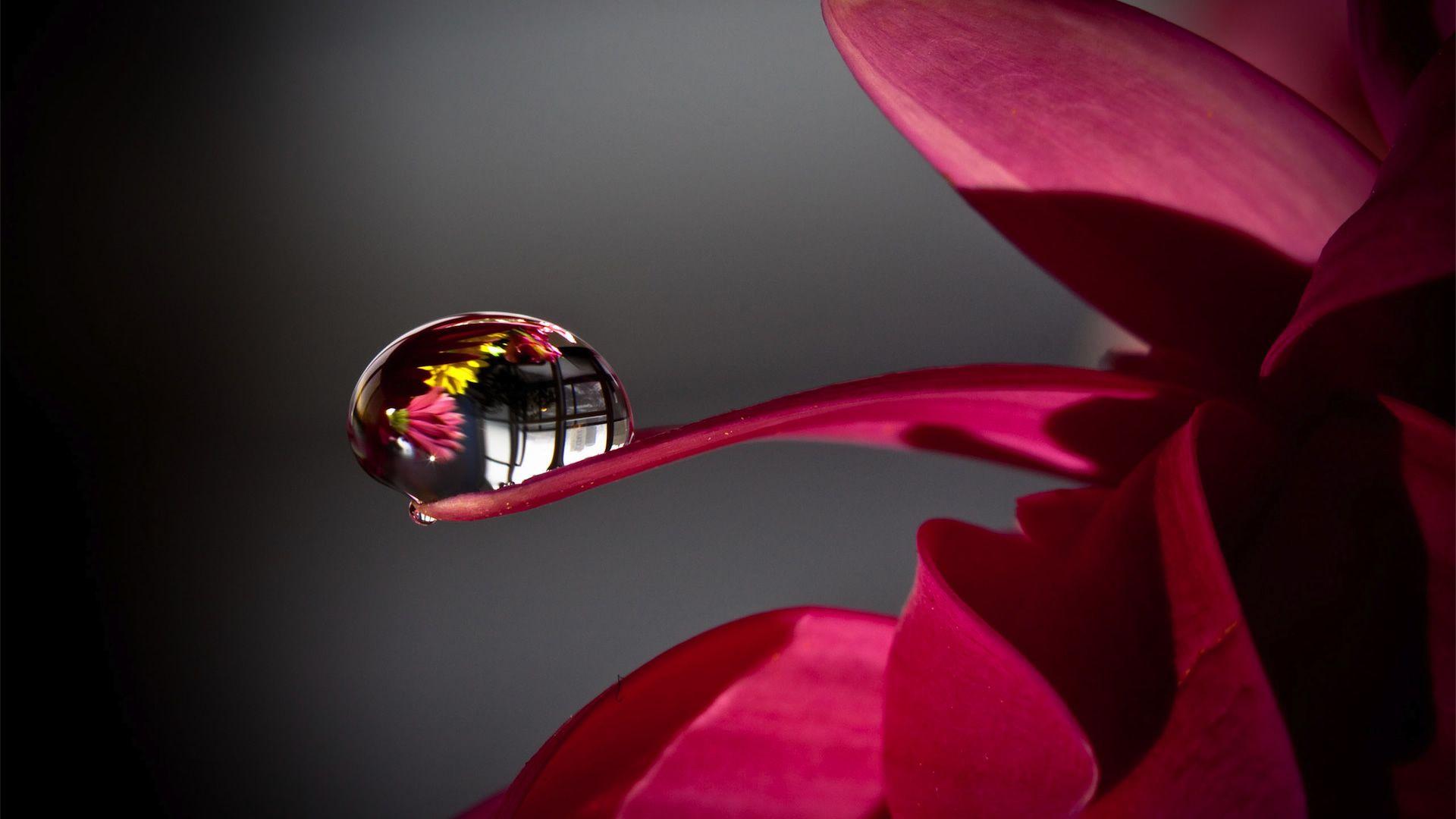 Full HD Flower Wallpapers - Top Free Full HD Flower Backgrounds ...