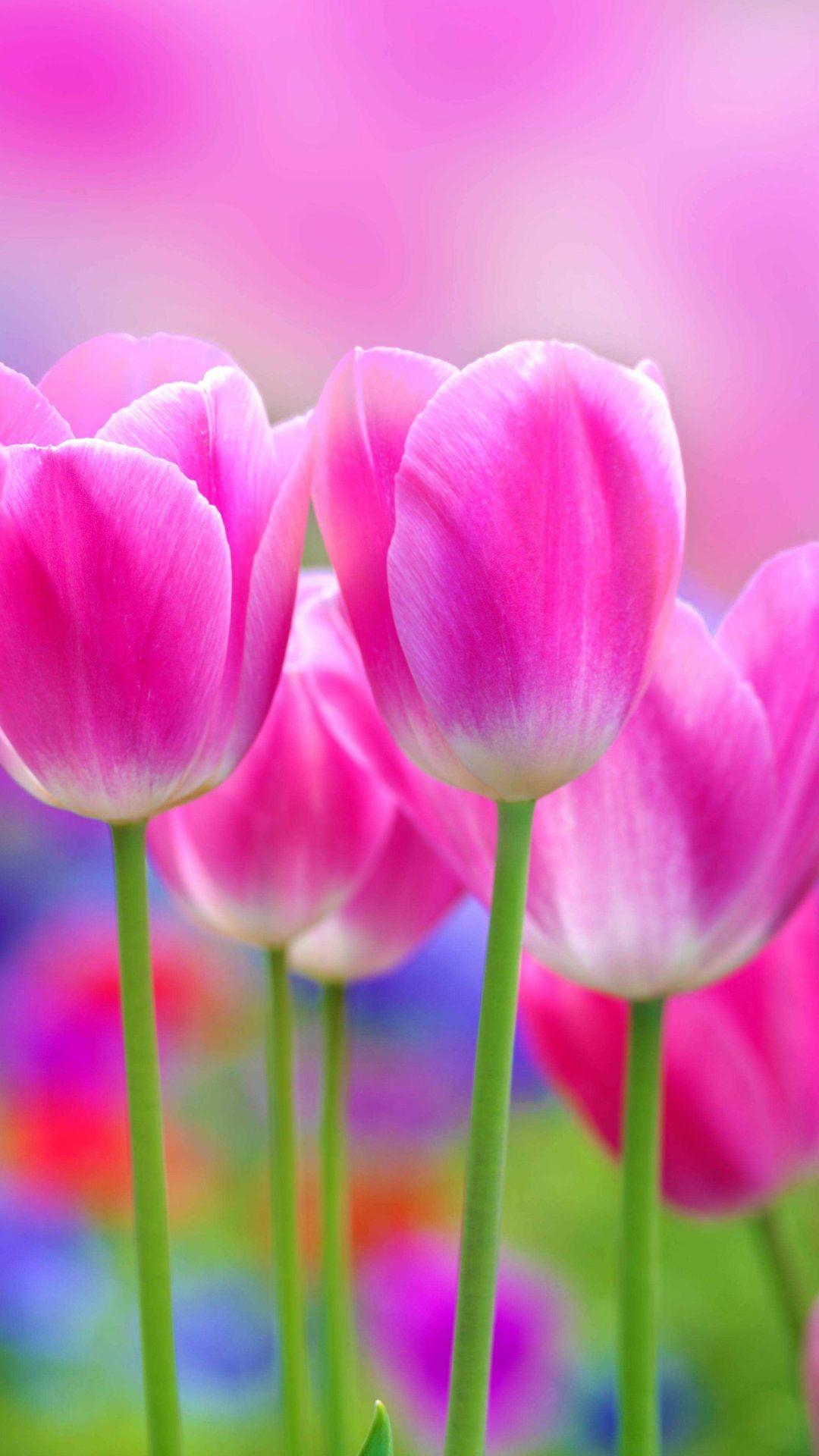 Full HD Flower Wallpapers - Top Free Full HD Flower Backgrounds ...
