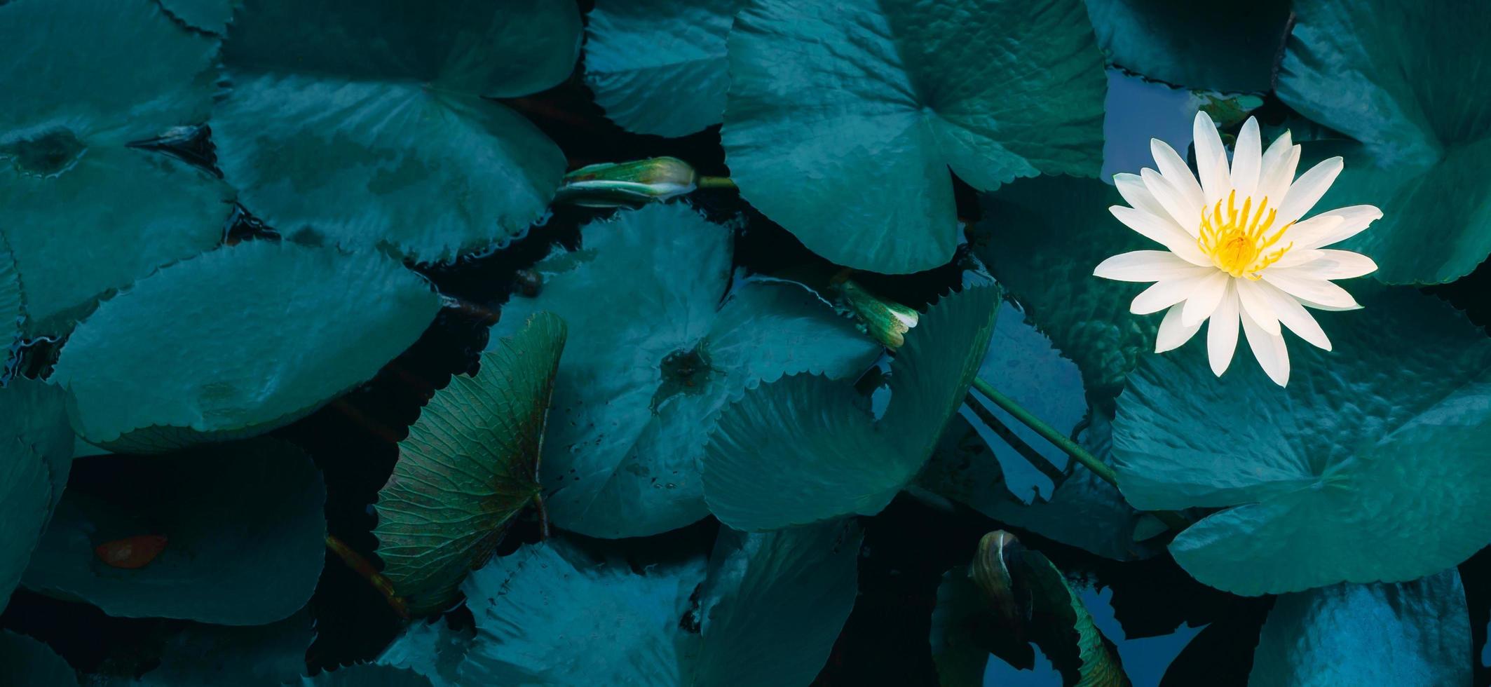 Lotus Leaf Wallpapers - Top Free Lotus Leaf Backgrounds - WallpaperAccess