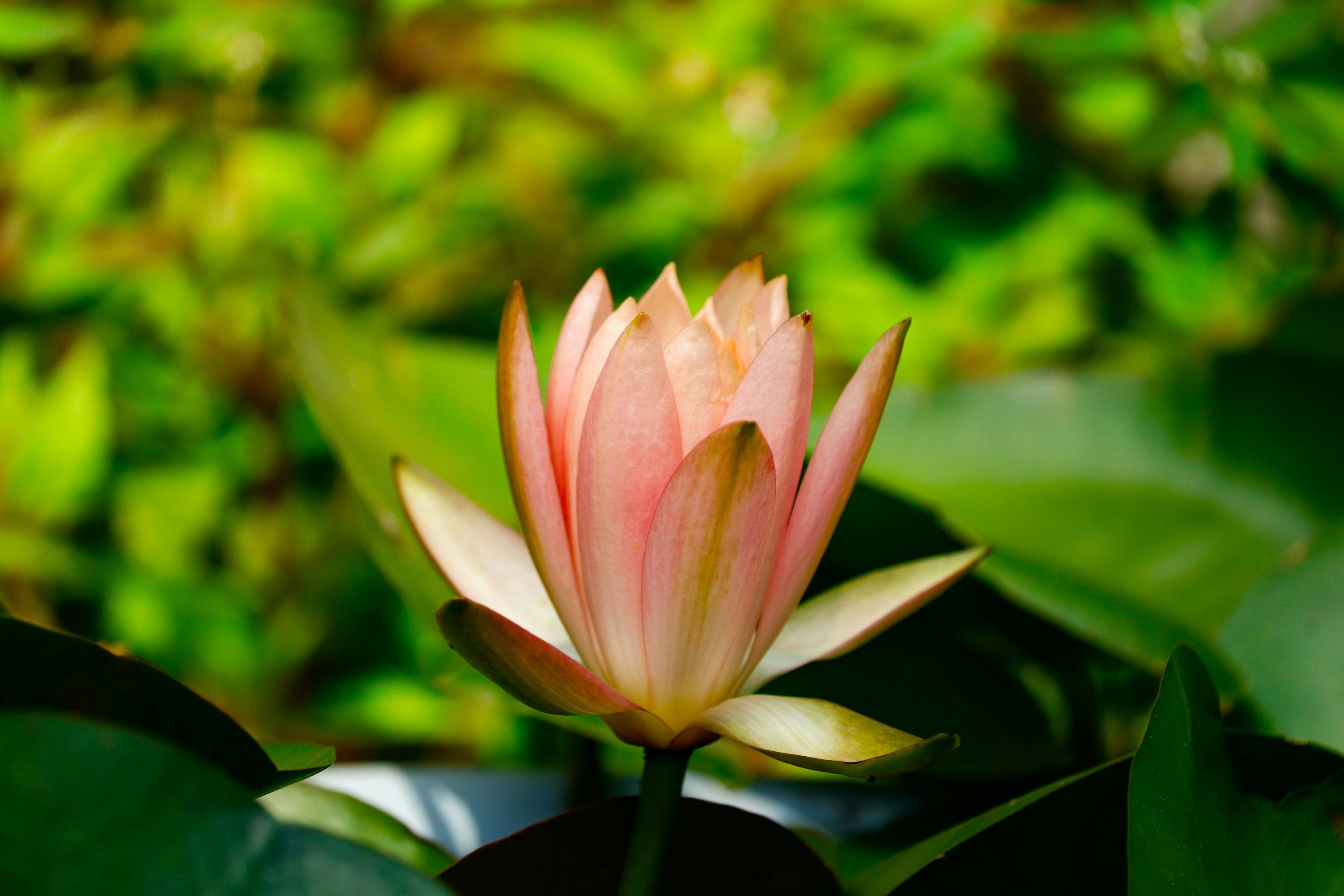 Lotus Leaf Wallpapers - Top Free Lotus Leaf Backgrounds - WallpaperAccess