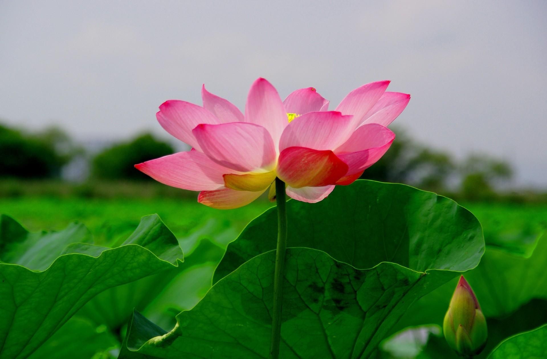 Lotus Leaf Wallpapers - Top Free Lotus Leaf Backgrounds - WallpaperAccess