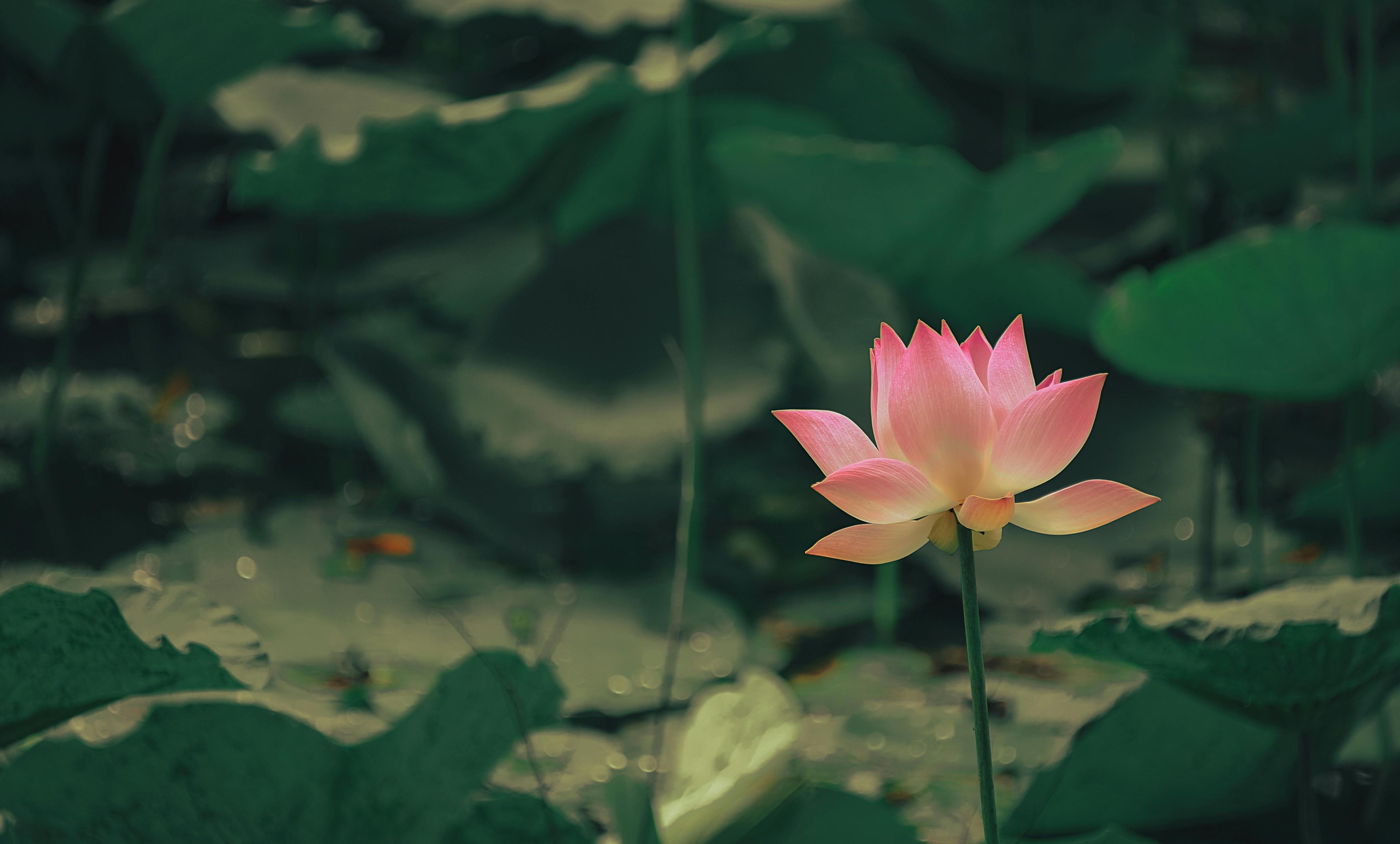 Lotus Leaf Wallpapers - Top Free Lotus Leaf Backgrounds - WallpaperAccess