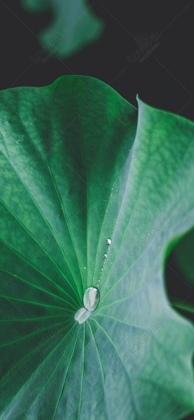 Lotus Leaf Wallpapers - Top Free Lotus Leaf Backgrounds - WallpaperAccess