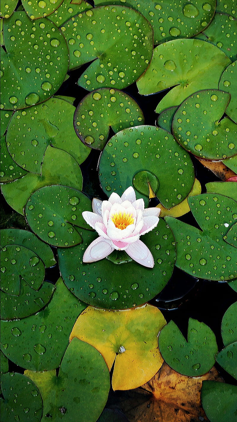 Lotus Leaf Wallpapers - Top Free Lotus Leaf Backgrounds - WallpaperAccess