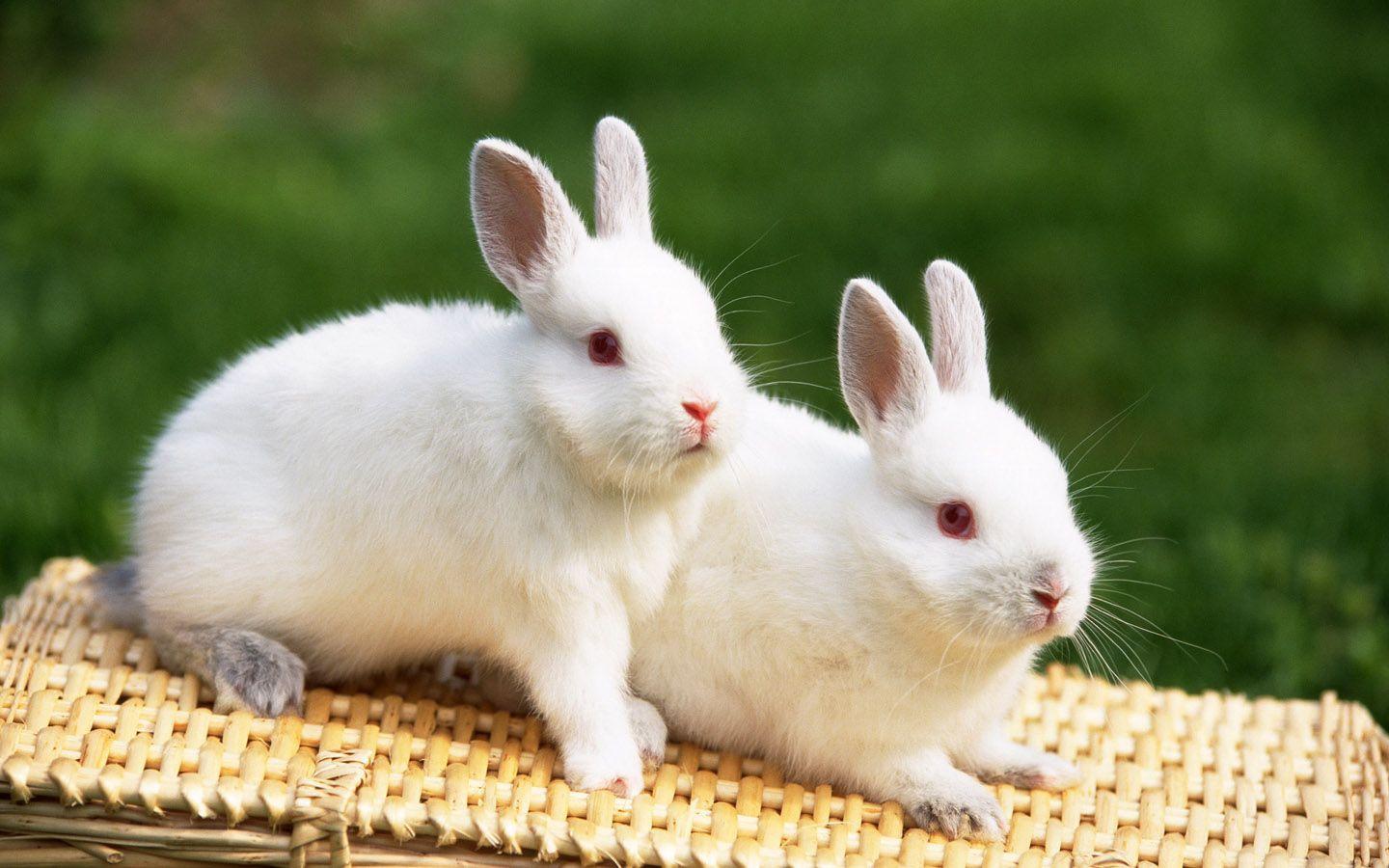 Cute Rabbit Wallpapers - Top Free Cute Rabbit Backgrounds - WallpaperAccess