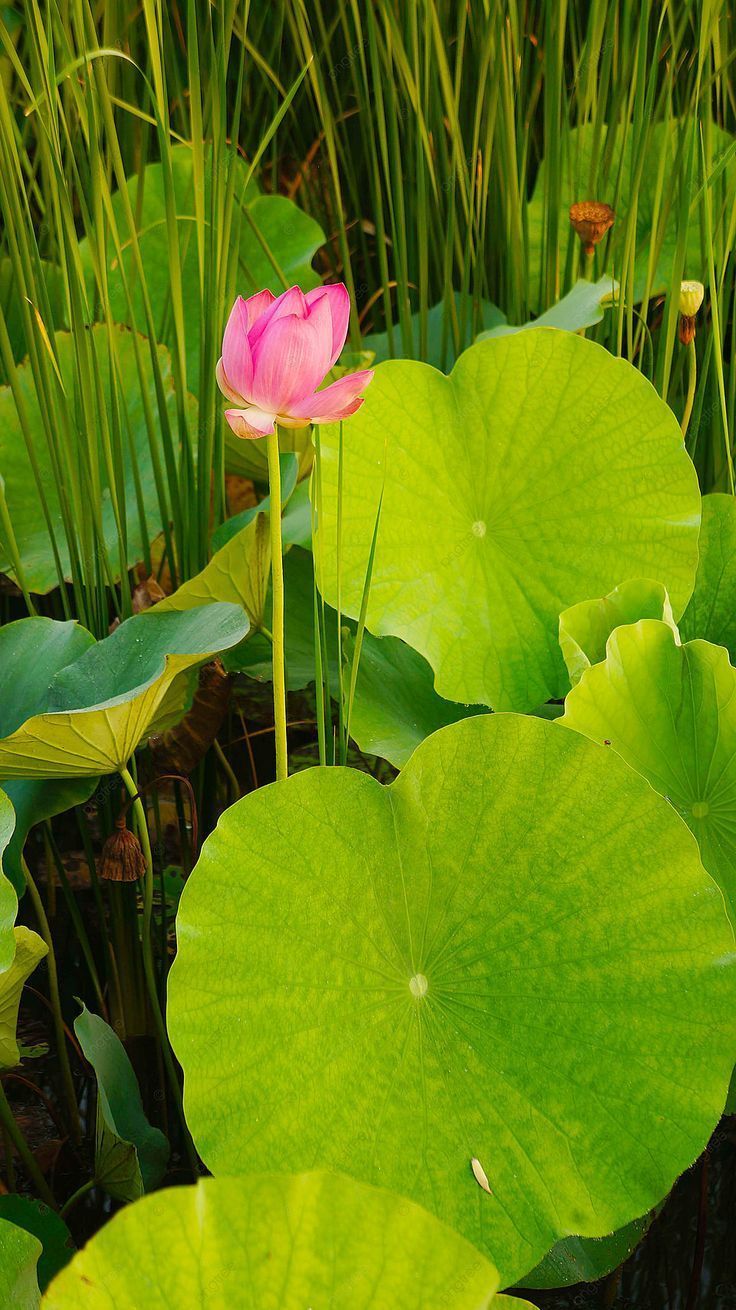 Lotus Leaf Wallpapers - Top Free Lotus Leaf Backgrounds - WallpaperAccess