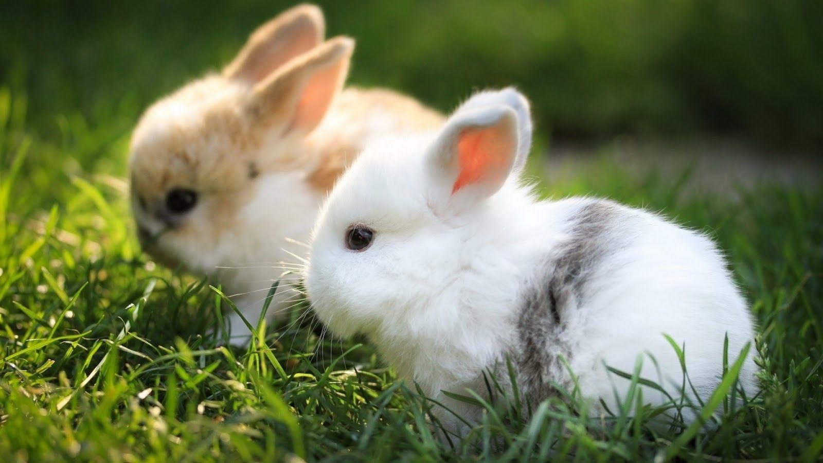 Cute Rabbit Wallpapers - Top Free Cute Rabbit Backgrounds - WallpaperAccess