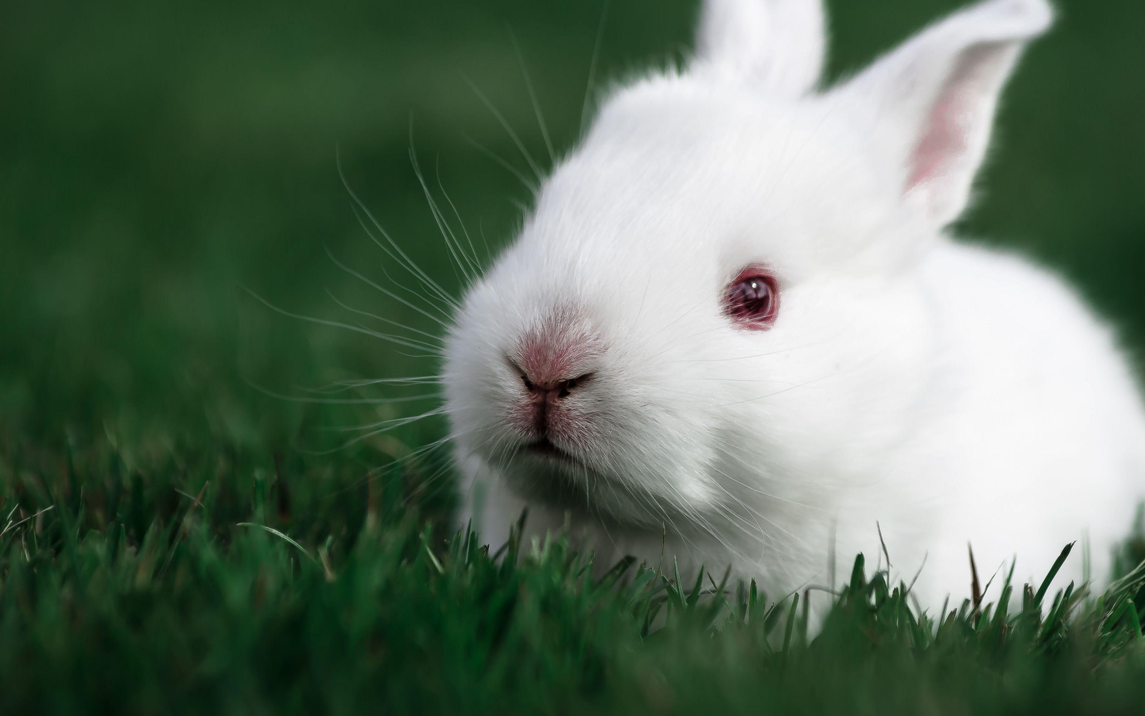 Cute Rabbit Wallpapers - Top Free Cute Rabbit Backgrounds - WallpaperAccess