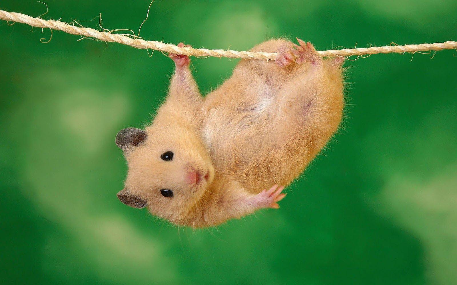 Hamster Wallpapers - Top Free Hamster Backgrounds - WallpaperAccess