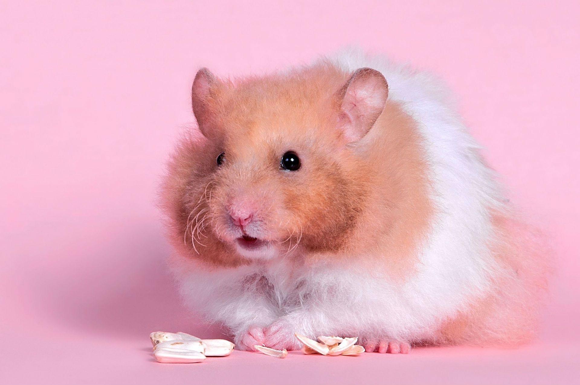 Hamster Wallpapers - Top Free Hamster Backgrounds - WallpaperAccess