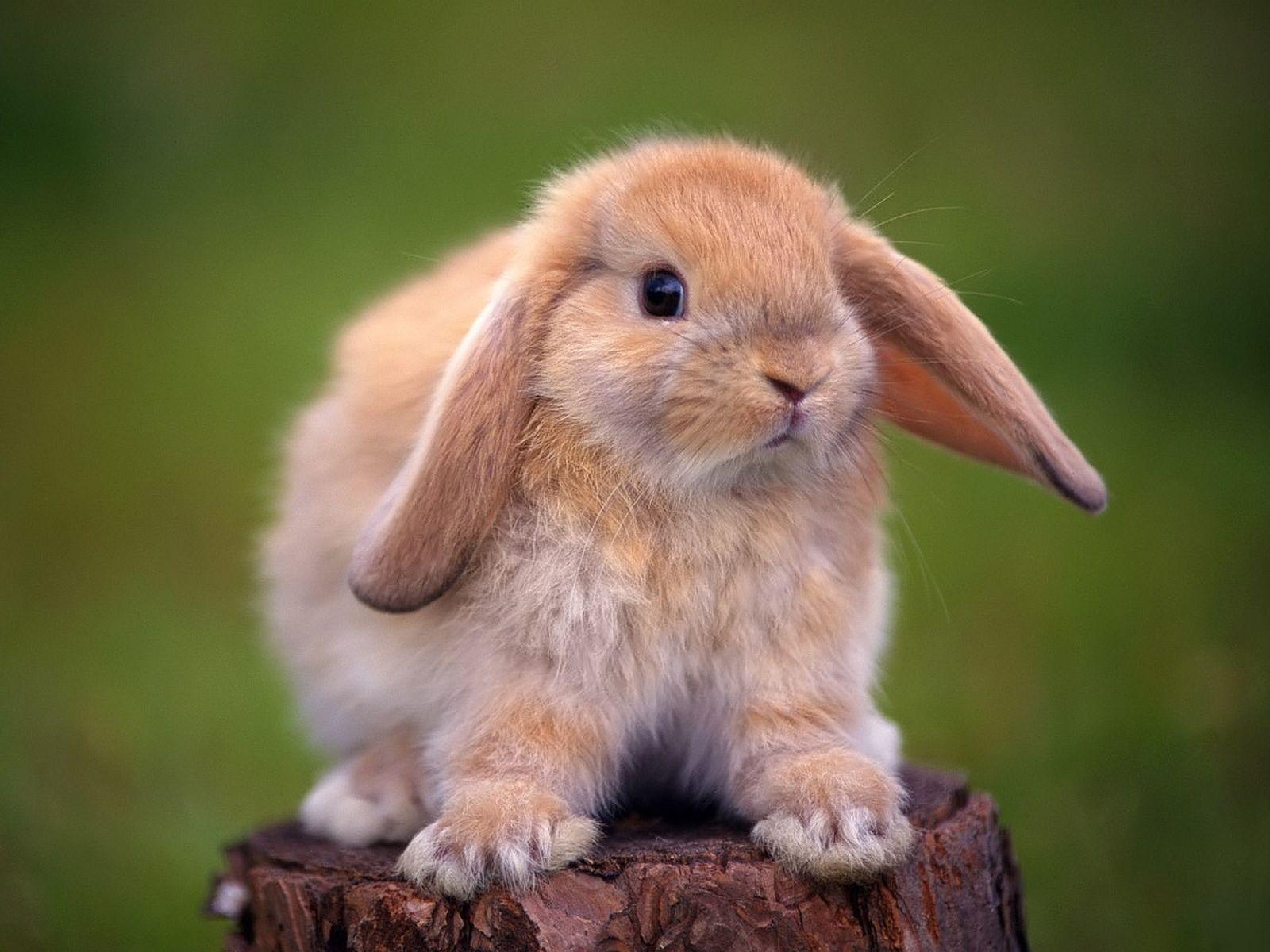 Cute Rabbit Wallpapers - Top Free Cute Rabbit Backgrounds - WallpaperAccess