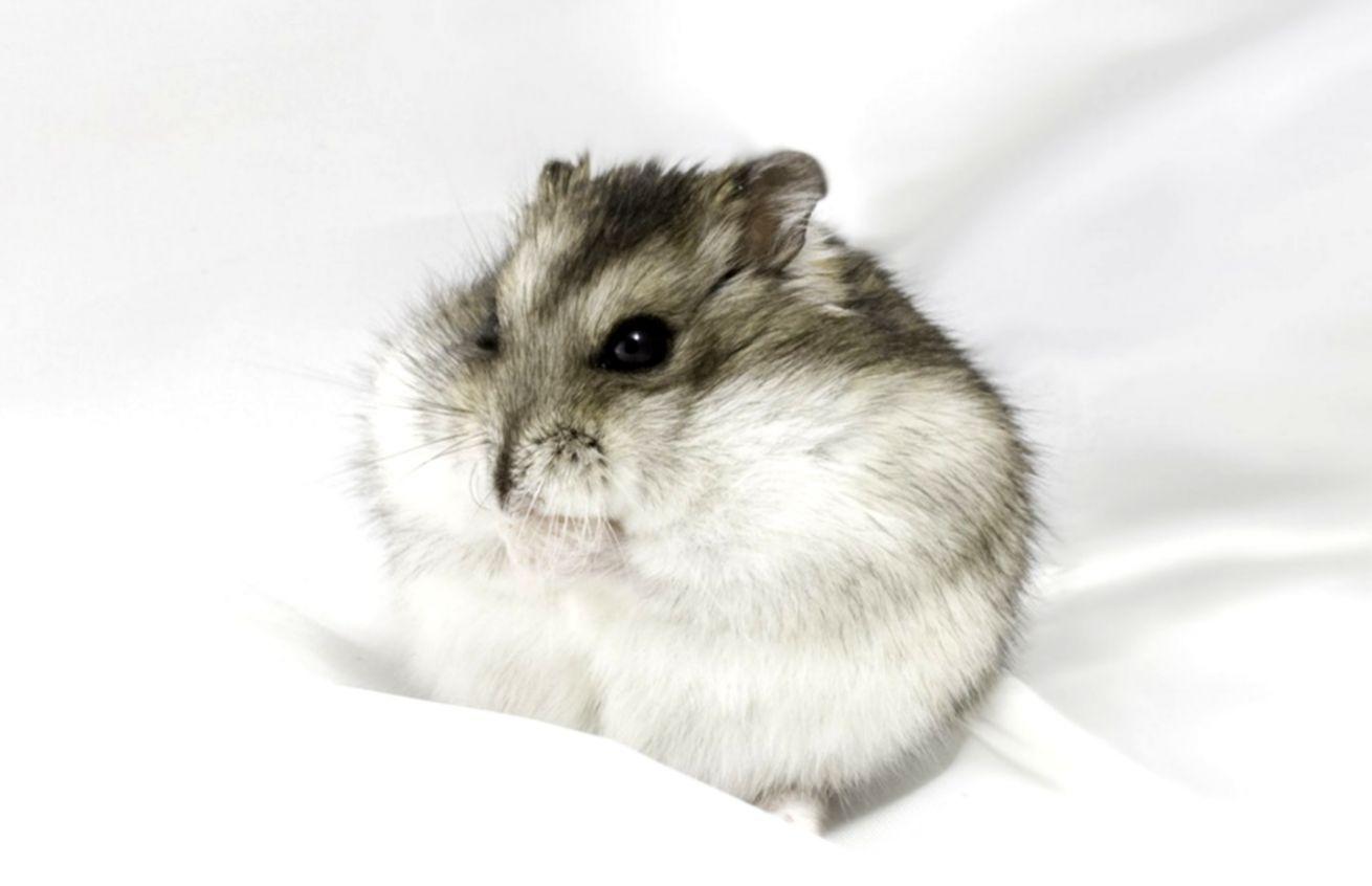 Hamster Wallpapers - Top Free Hamster Backgrounds - WallpaperAccess