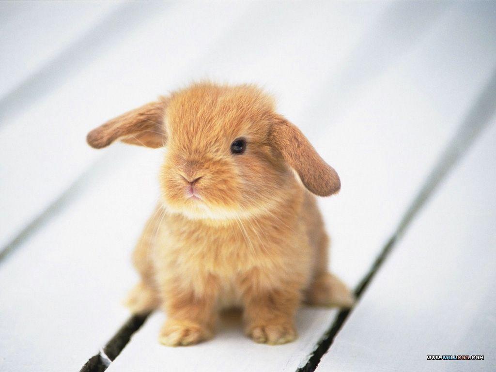 Cute Rabbit Wallpapers - Top Free Cute Rabbit Backgrounds - WallpaperAccess