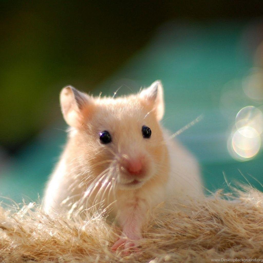 Hamster Wallpapers - Top Free Hamster Backgrounds - WallpaperAccess