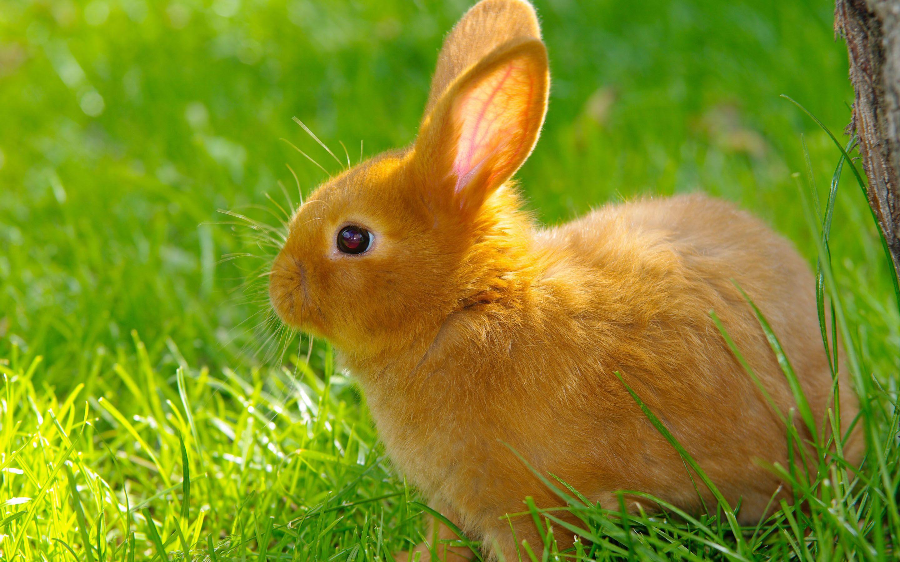 Cute Rabbit Wallpapers - Top Free Cute Rabbit Backgrounds - WallpaperAccess