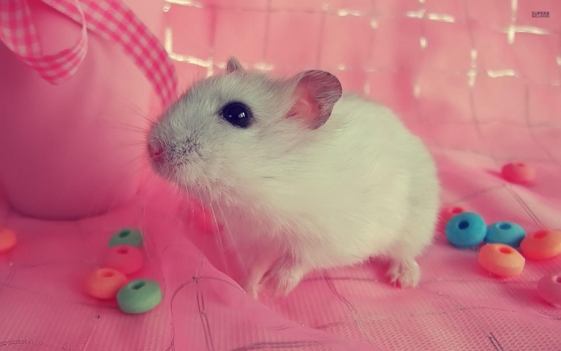 Hamster Wallpapers - Top Free Hamster Backgrounds - WallpaperAccess