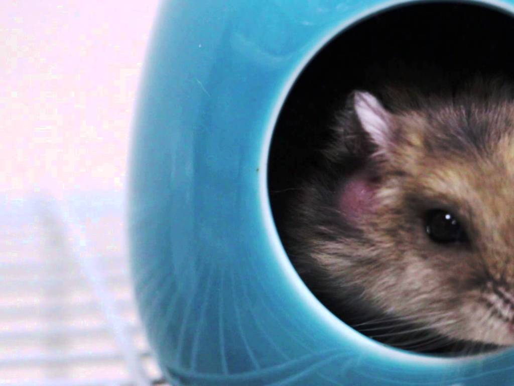 Hamster Wallpapers - Top Free Hamster Backgrounds - WallpaperAccess