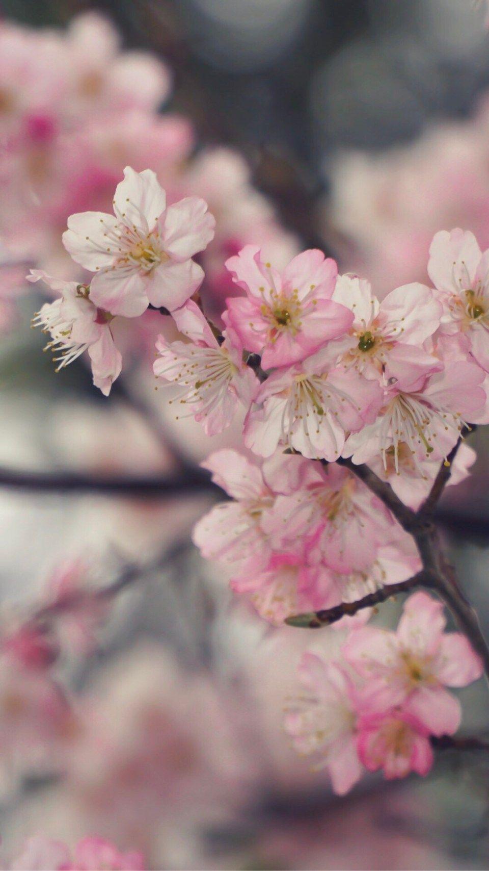 Hanami Wallpapers - Top Free Hanami Backgrounds - WallpaperAccess
