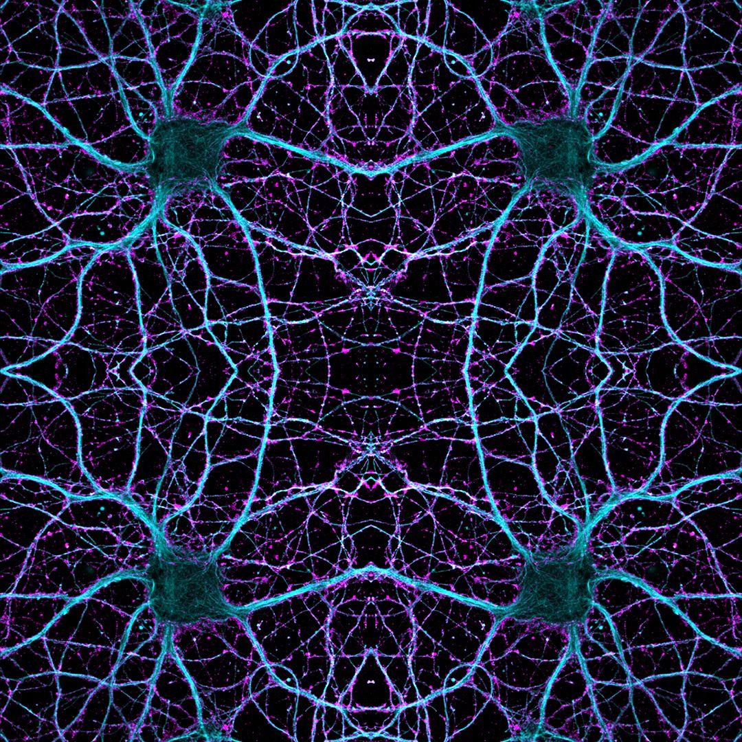 Brain Neuron Wallpapers - Top Free Brain Neuron Backgrounds ...