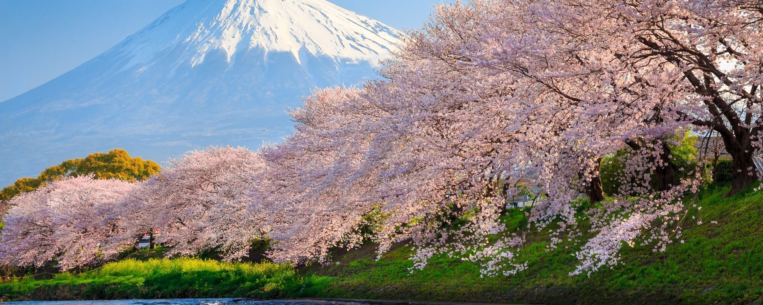 Sakura Dual Monitor Wallpapers - Top Free Sakura Dual Monitor Backgrounds - WallpaperAccess