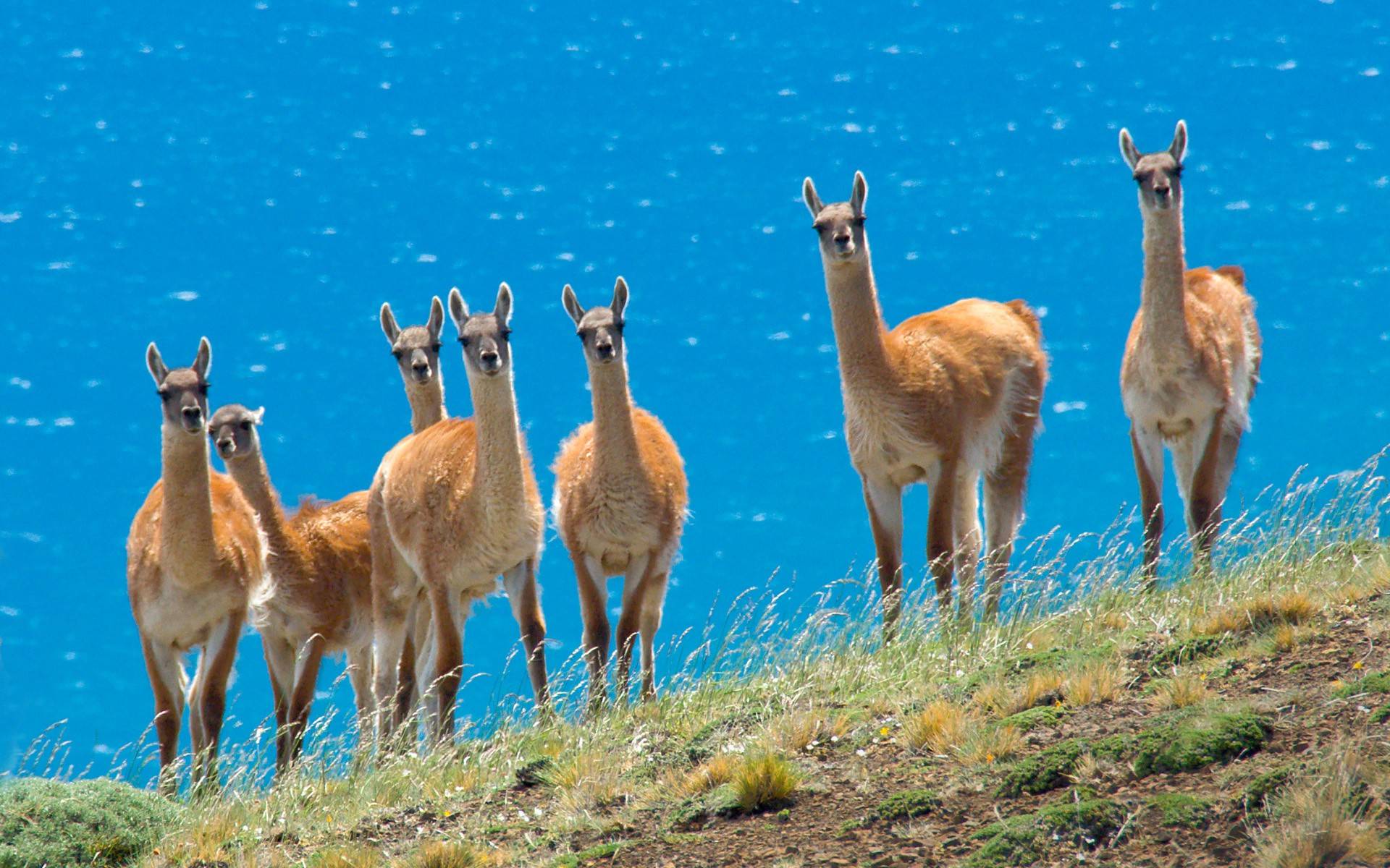 Cute Llama Desktop Wallpapers - Top Free Cute Llama Desktop Backgrounds ...