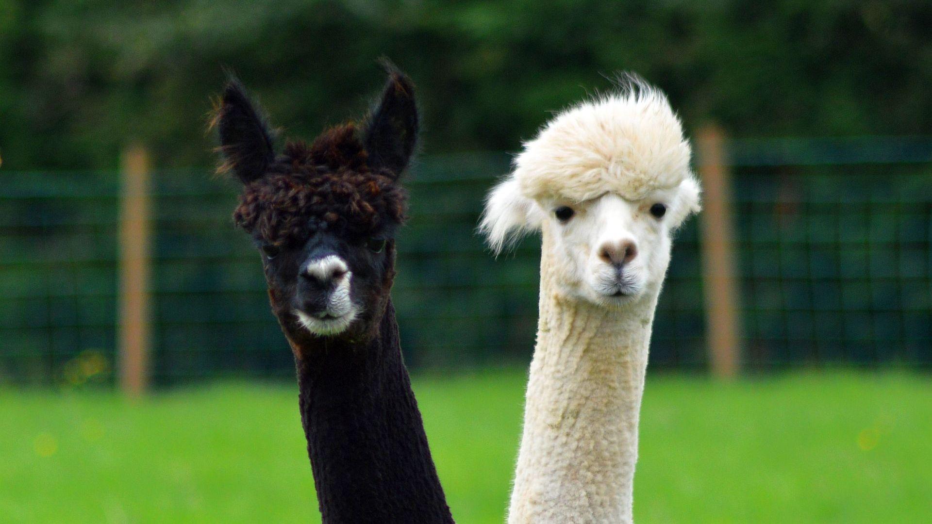 Cute Llama Desktop Wallpapers - Top Free Cute Llama Desktop Backgrounds ...